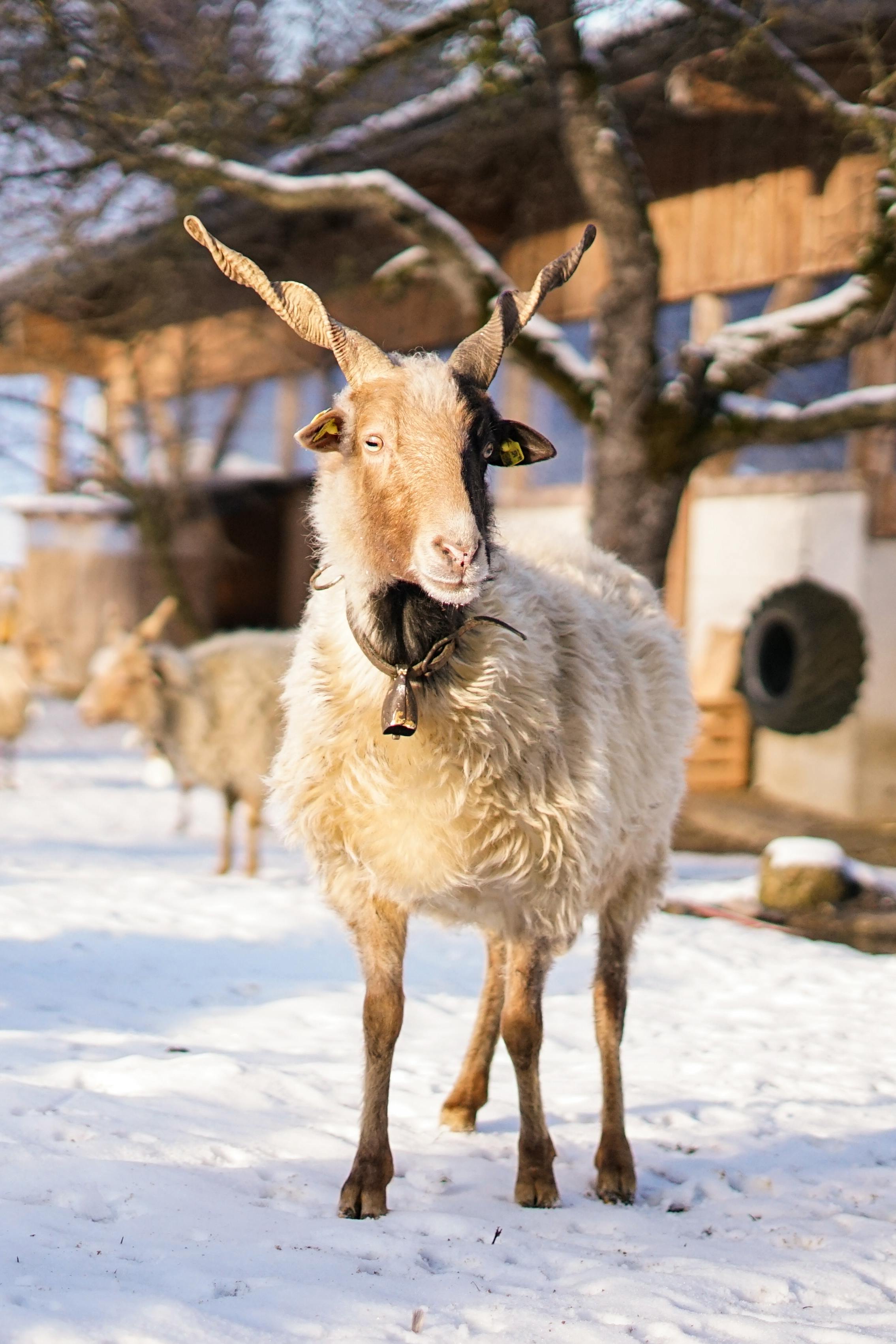A Close-Up Shot of a Racka Sheep · Free Stock Photo