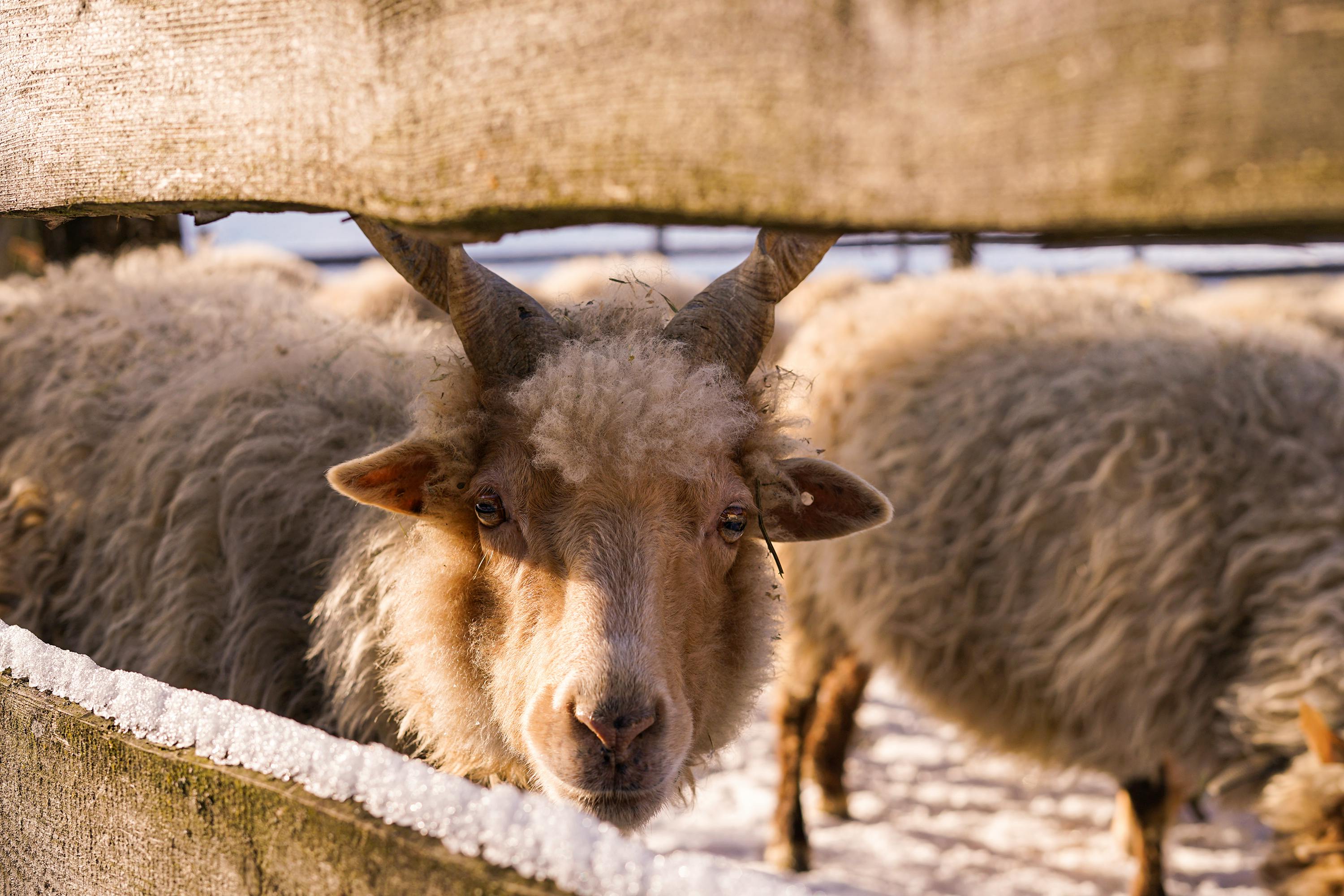 Sheep Behind Wooden Fence · Free Stock Photo