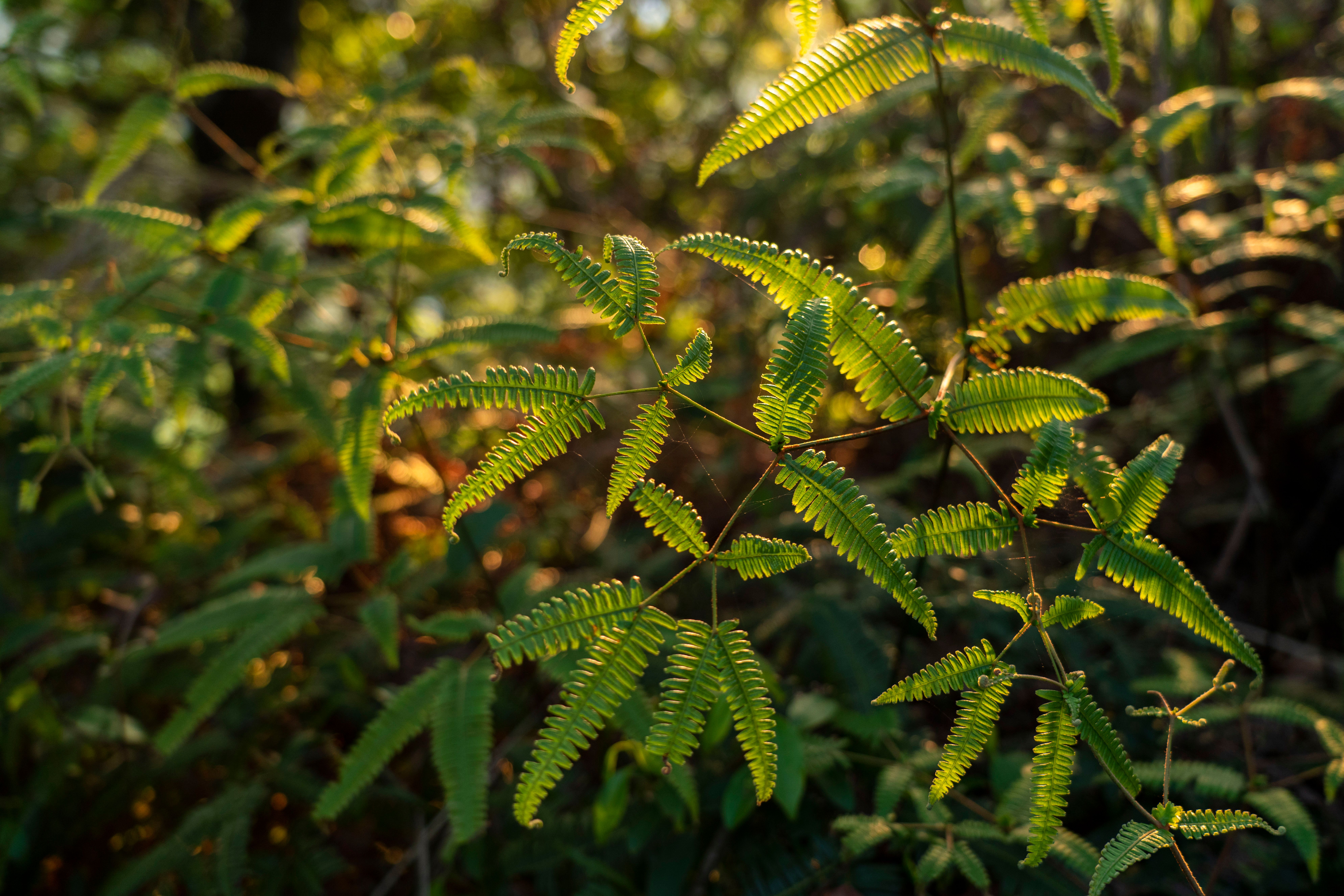 A Close-Up Shot of a Fern Plant · Free Stock Photo