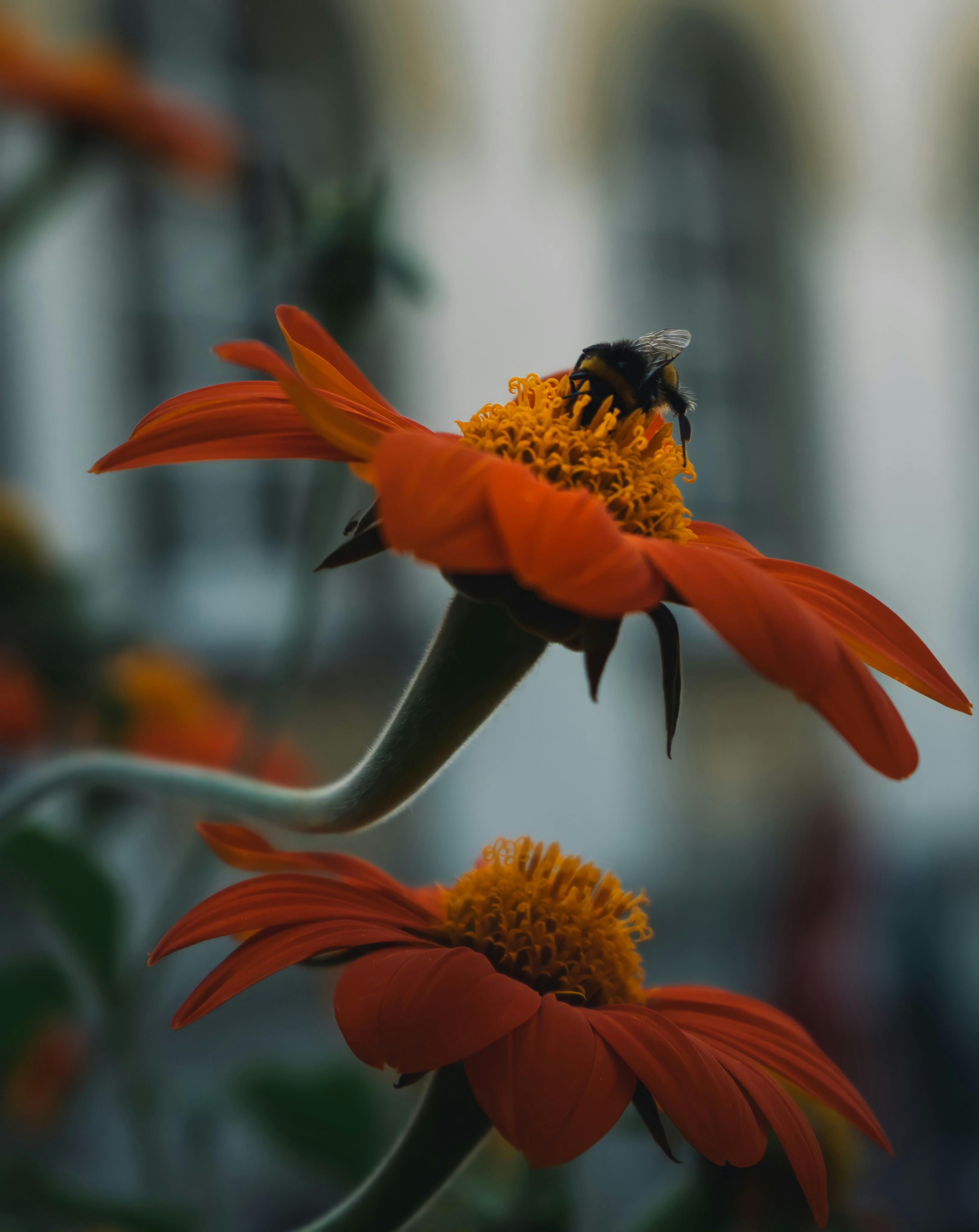 120,022+ Best Free Orange flowers Stock Photos & Images · 100% Royalty ...