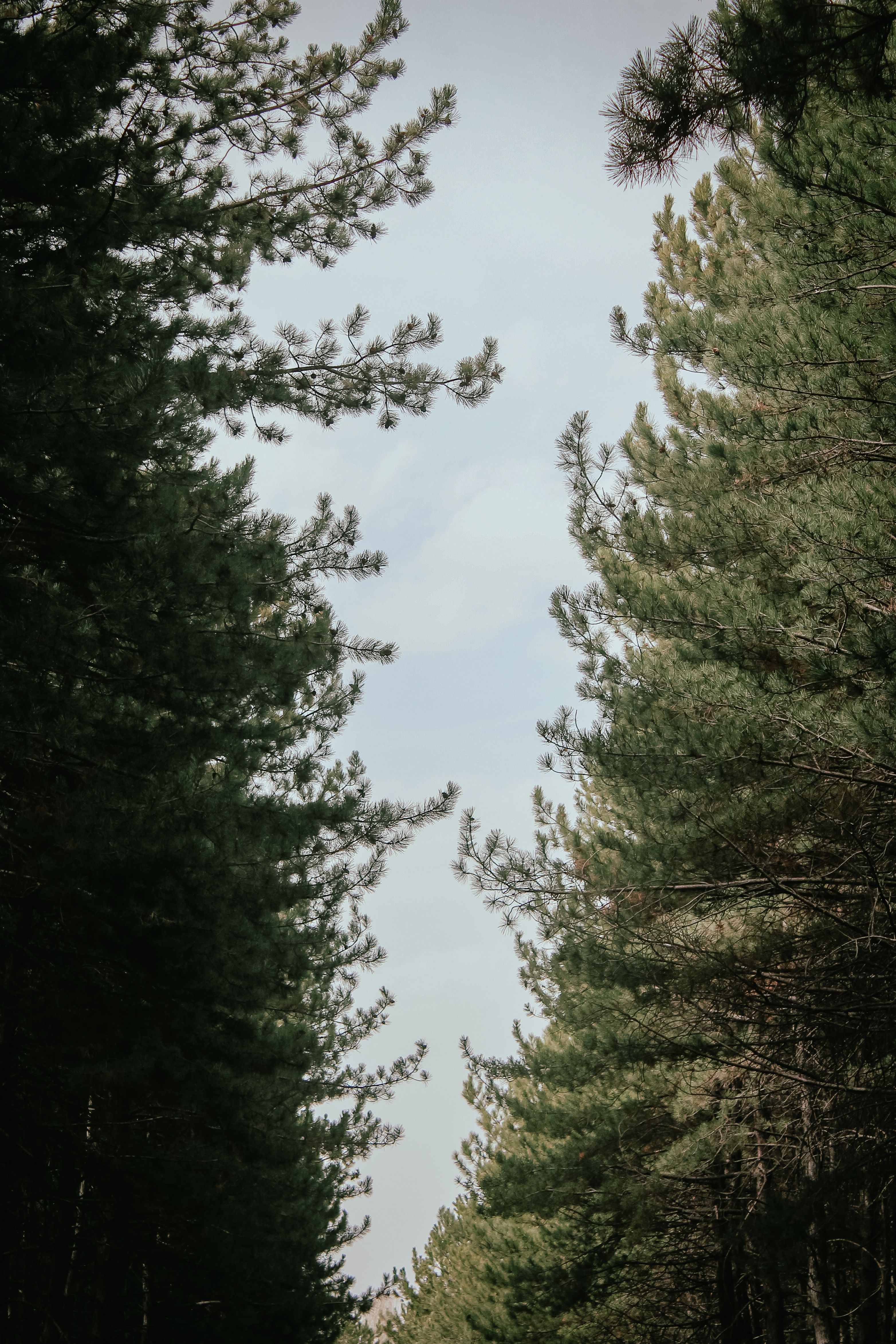 Photo of Conifer Trees · Free Stock Photo