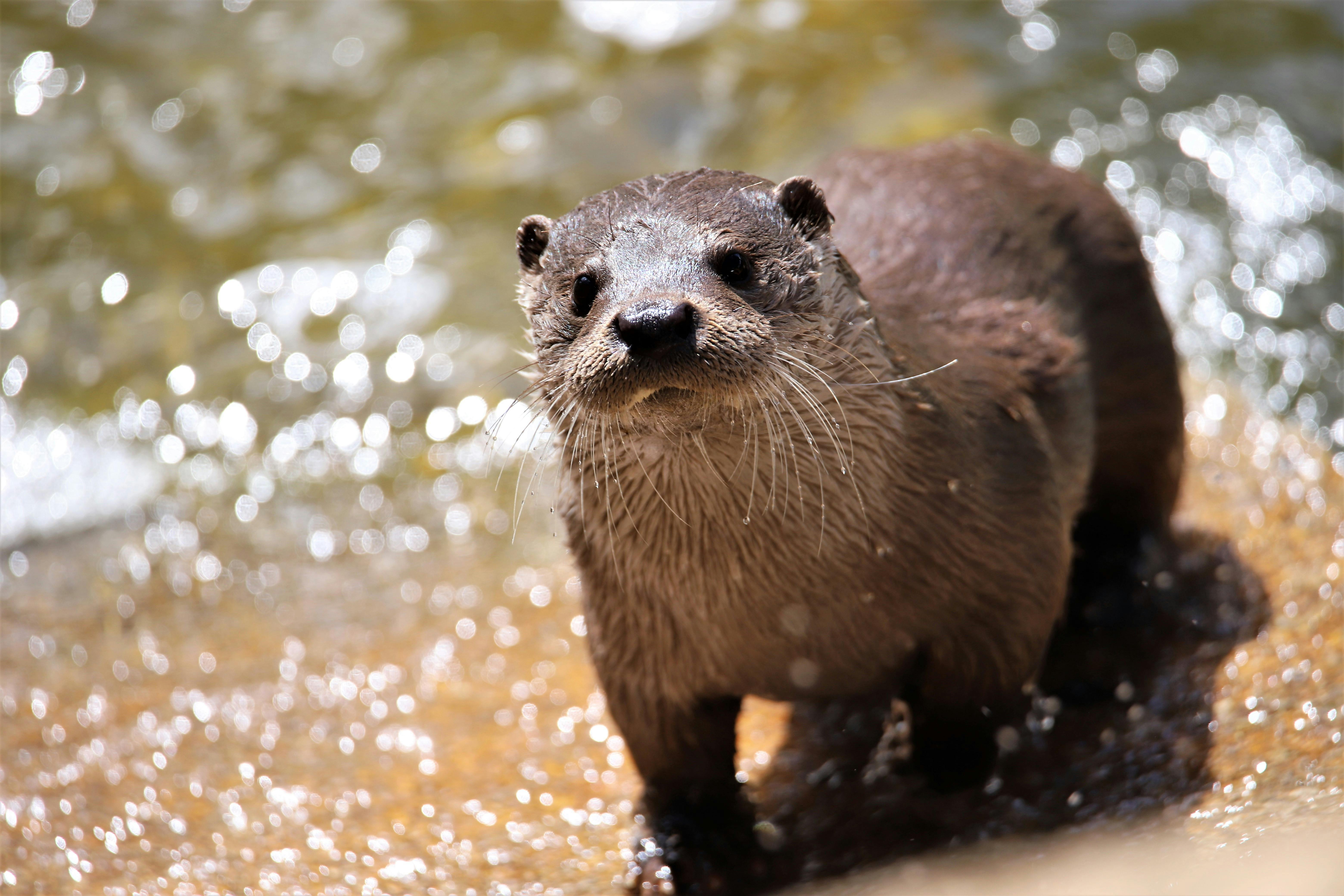 Close-Up Shot of a Wet Otter · Free Stock Photo