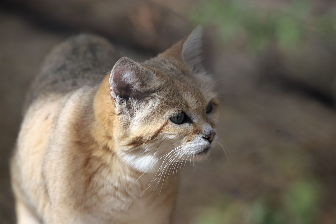 Sand Cats as Pets: Facts, Care Tips, and Considerations