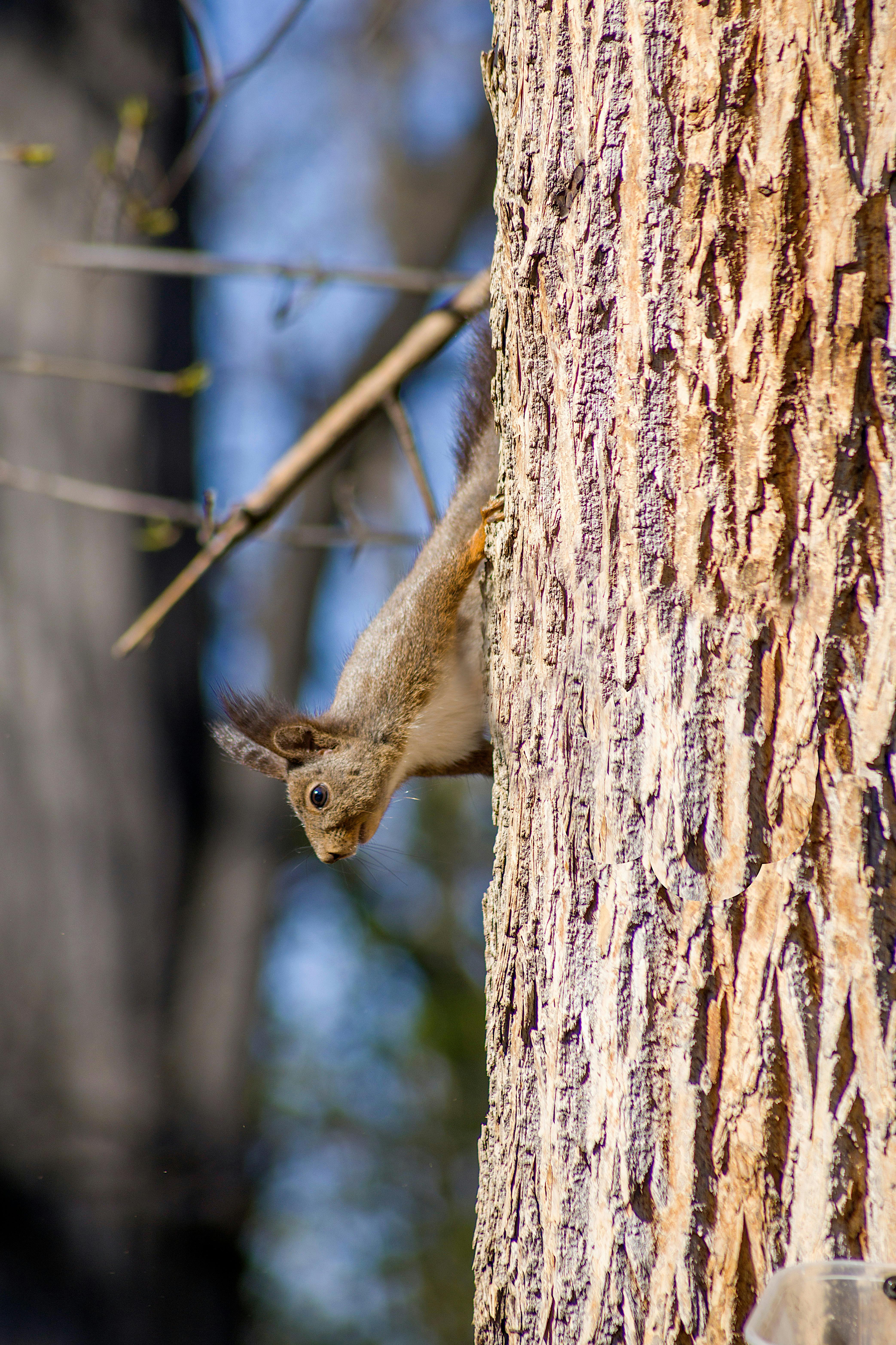 Close Up Photography of Brown Animal · Free Stock Photo