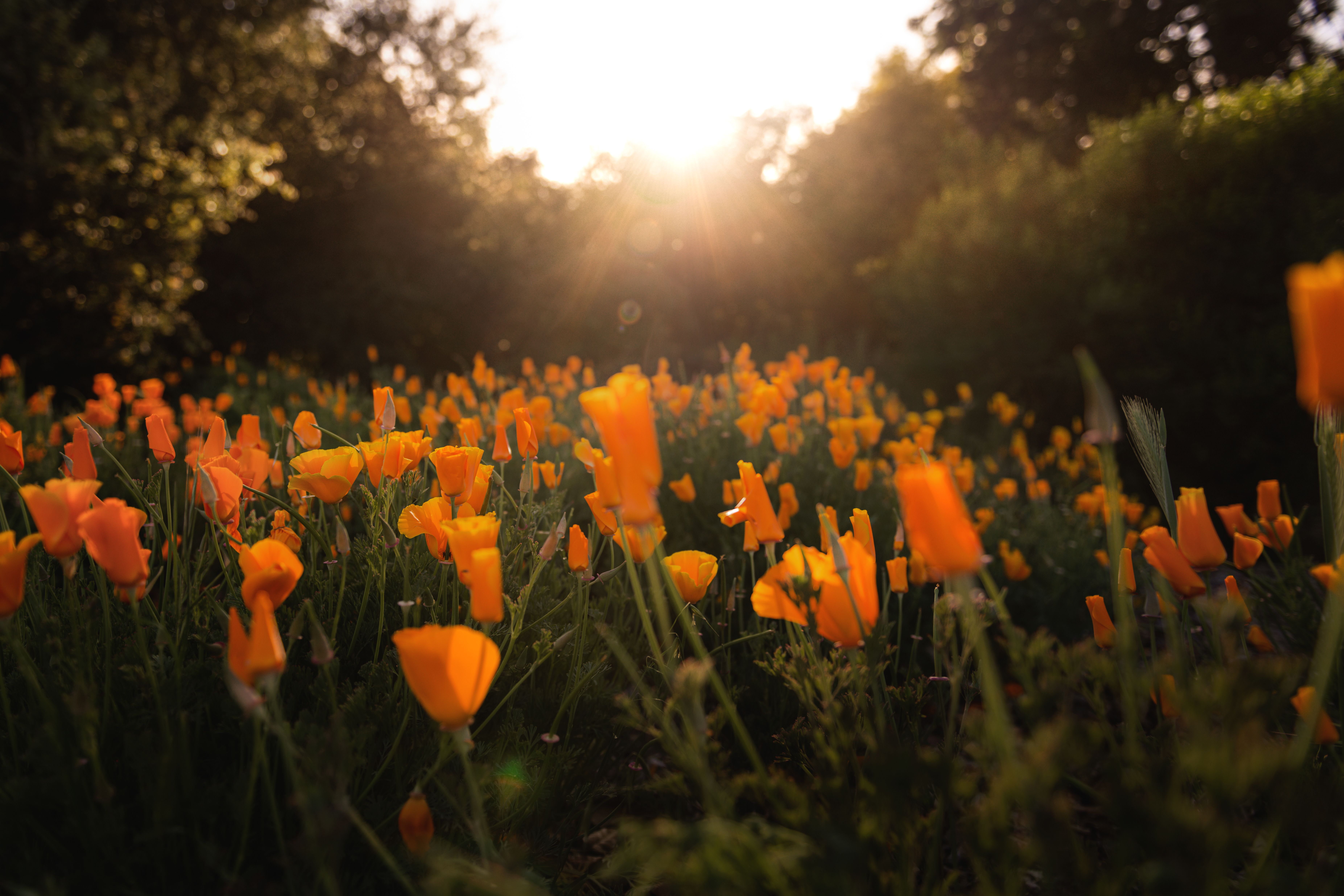 Photo of a Flower Field · Free Stock Photo
