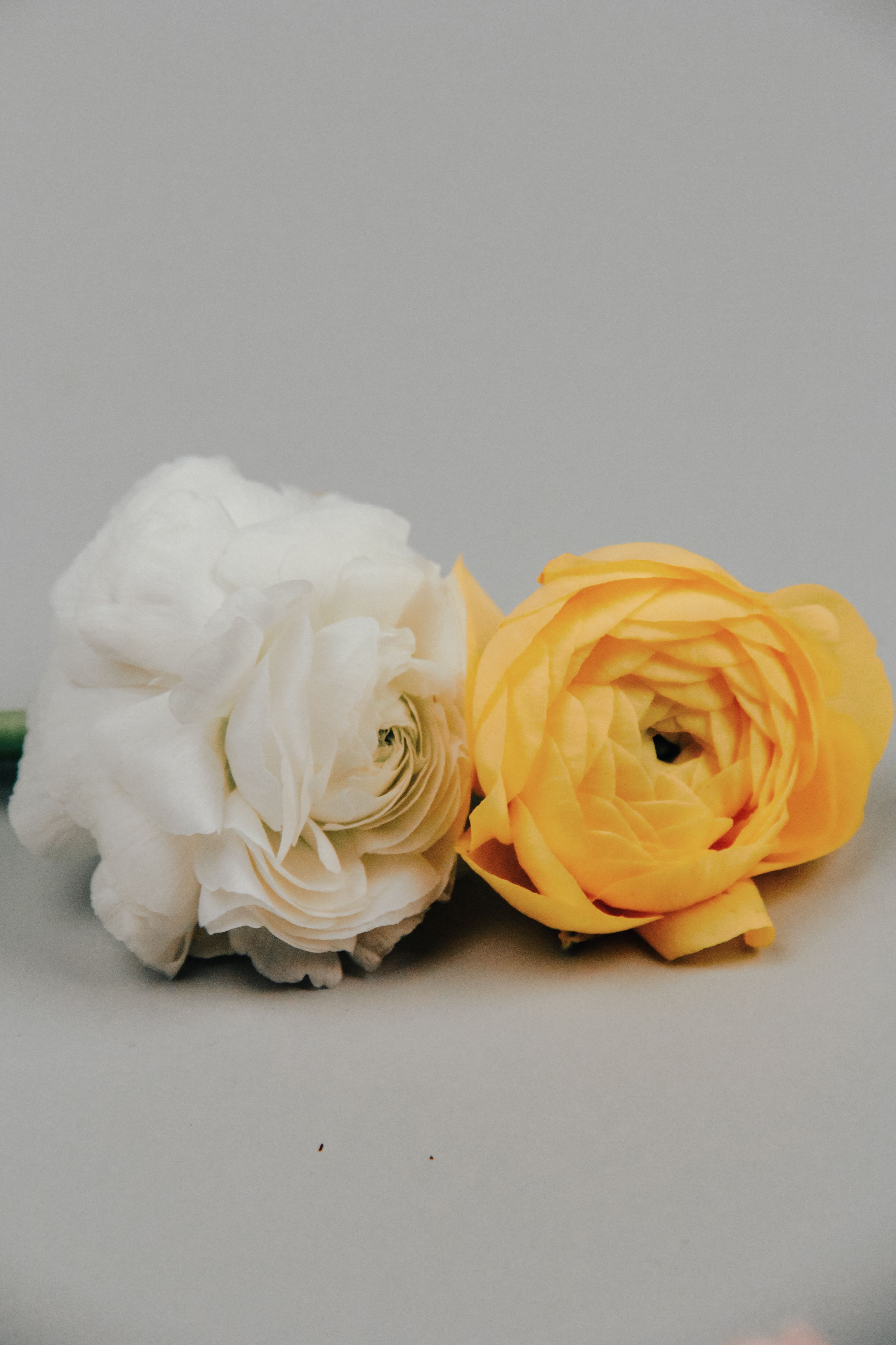 White Flower on a White Background · Free Stock Photo