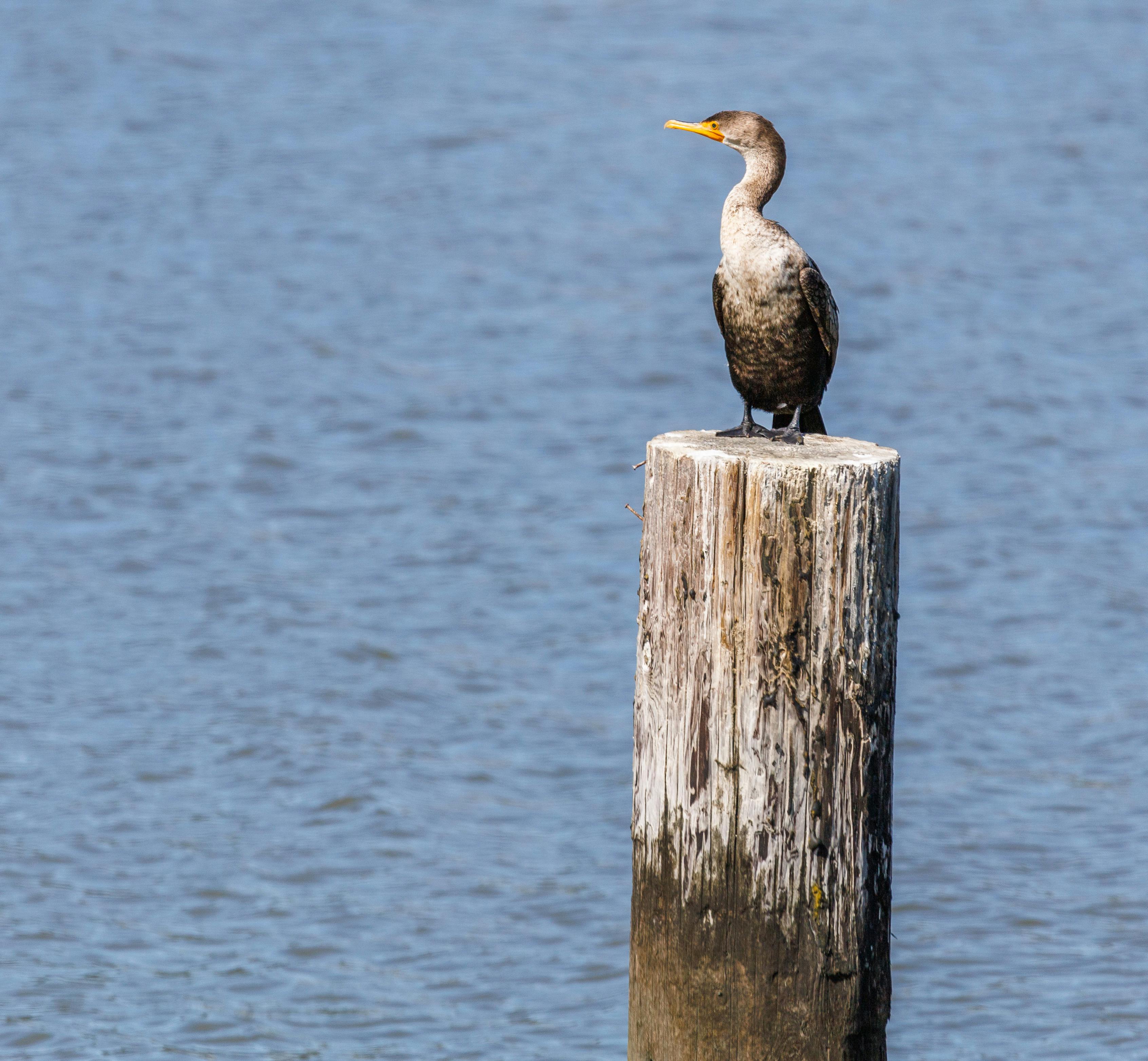 146+ Best Free Cormorant Stock Photos & Images · 100% Royalty-Free HD ...