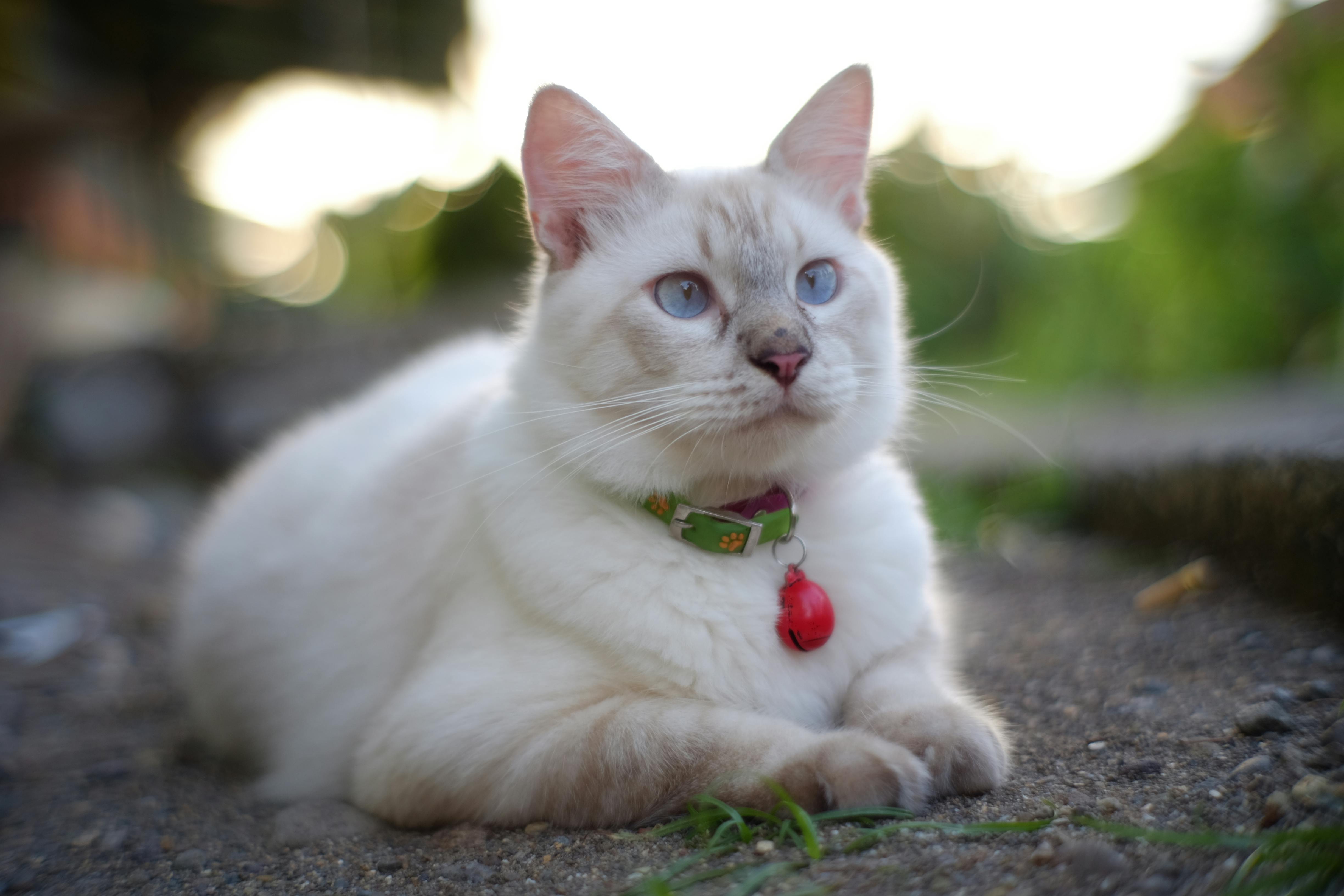 White Cat in Close Up Photography · Free Stock Photo