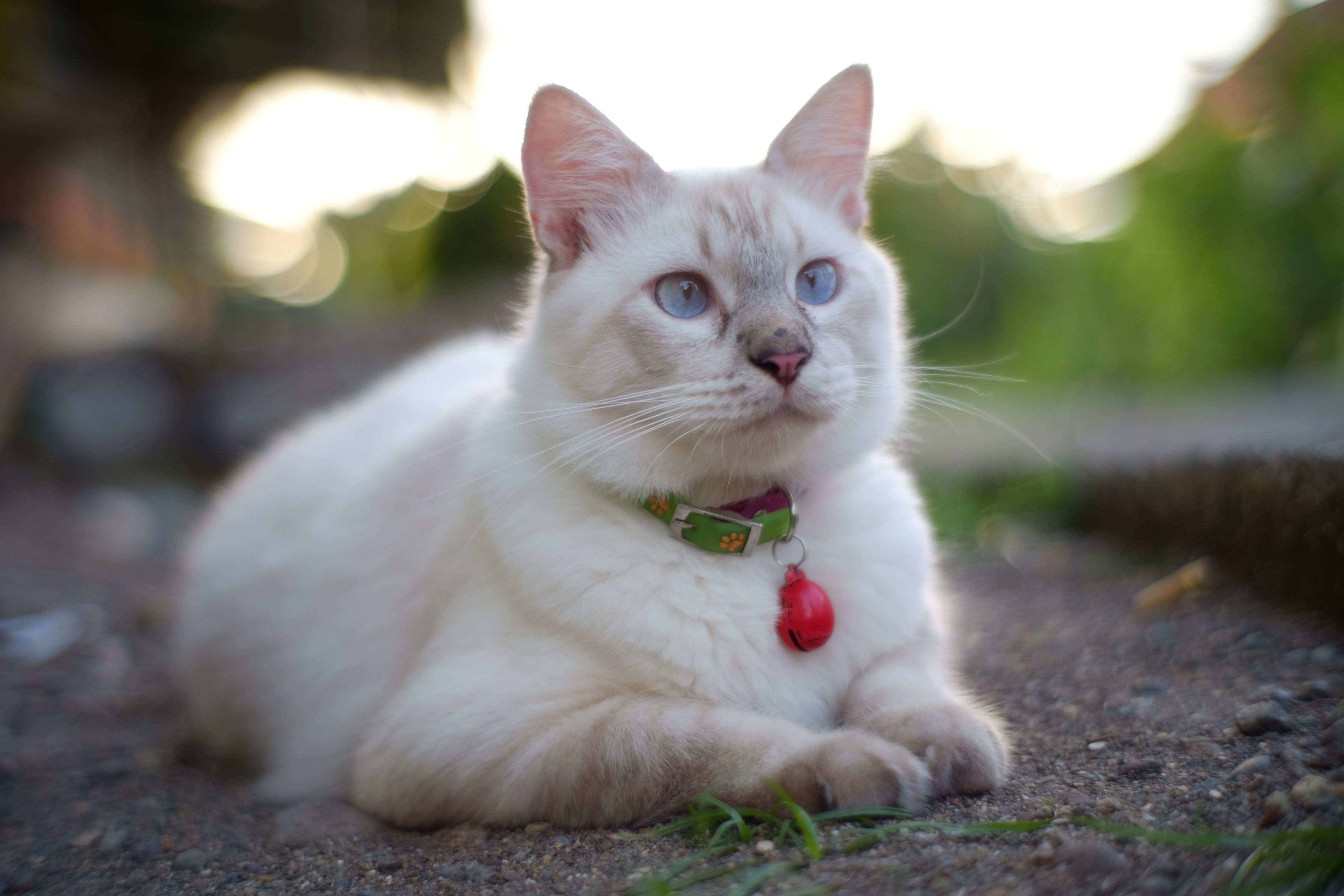 Kitten in Close Up Photography · Free Stock Photo