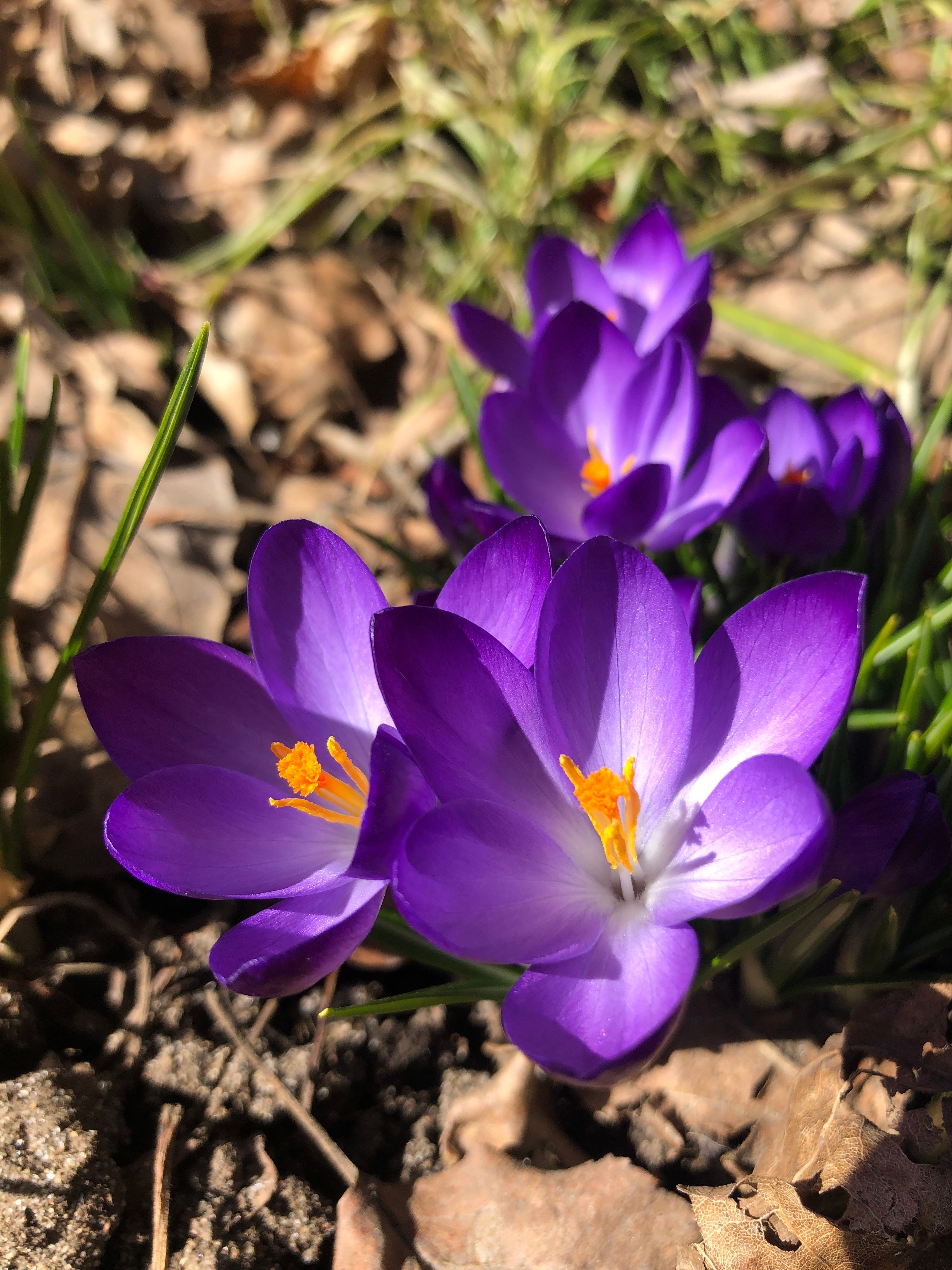 Gratis stockfoto van aarde, bestuiving, bloeien, bloeiend, bloem, bloem ...