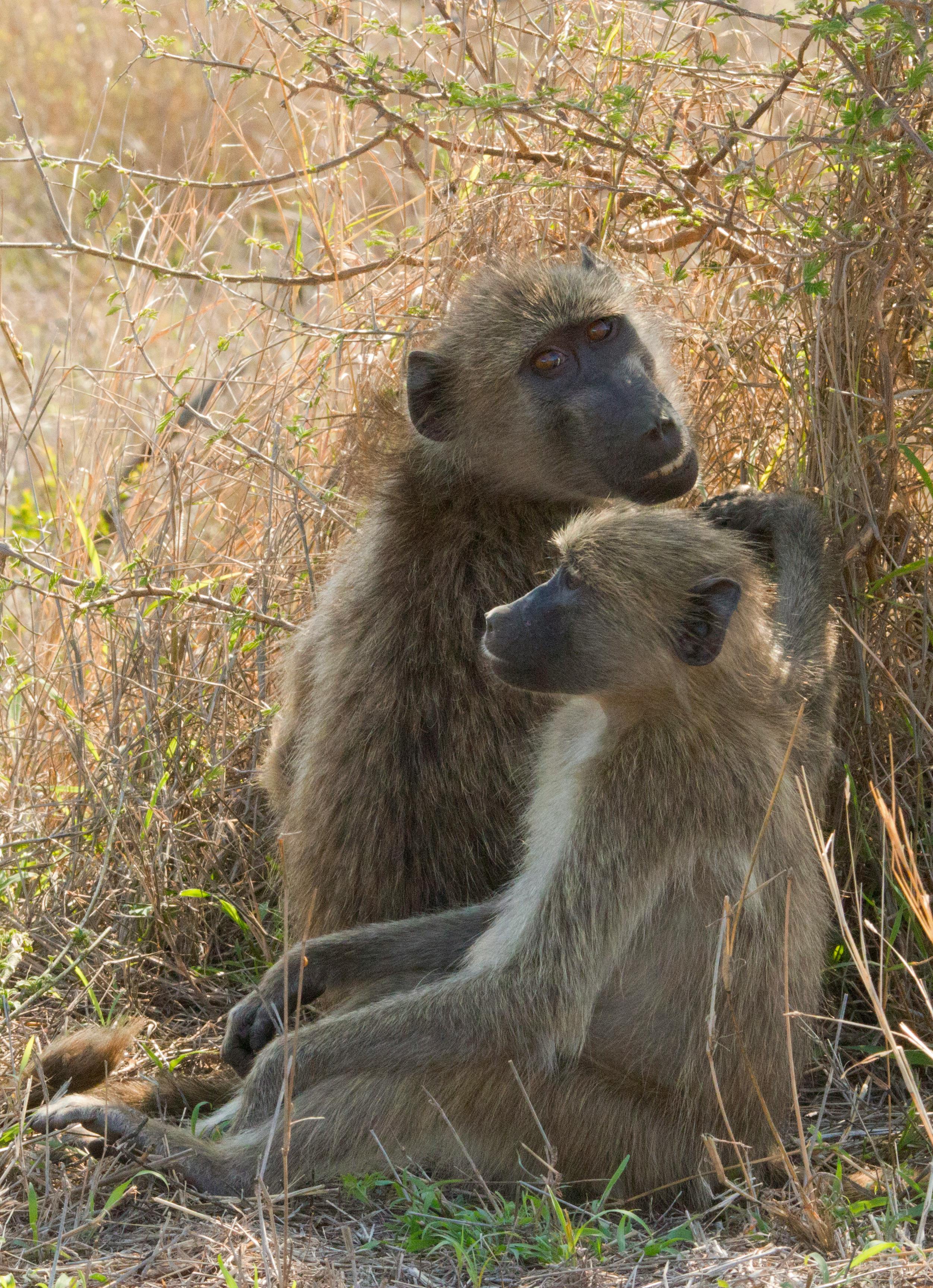 Grayscale Photo of Monkeys · Free Stock Photo