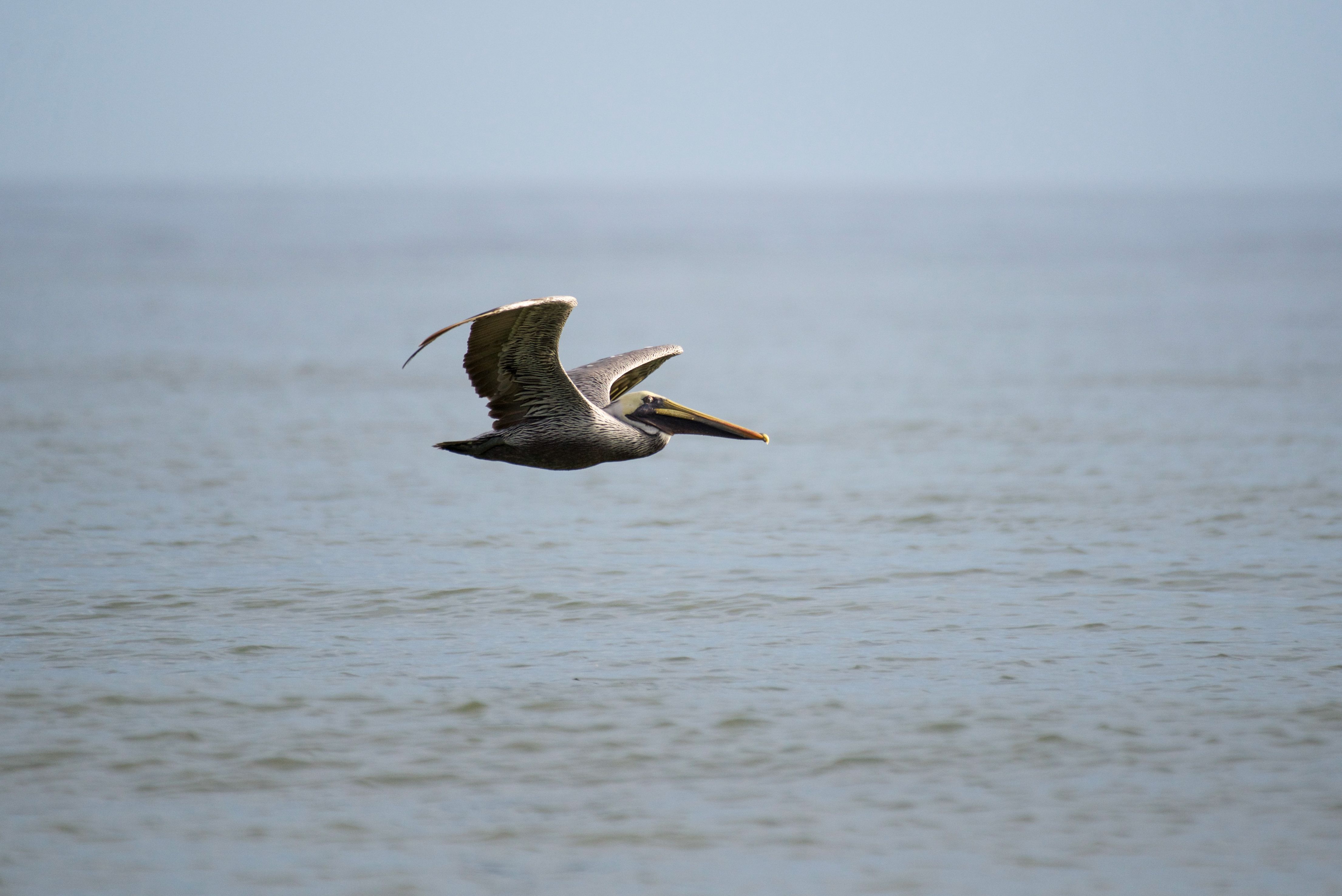 A Pelican Flying over the Ocean · Free Stock Photo