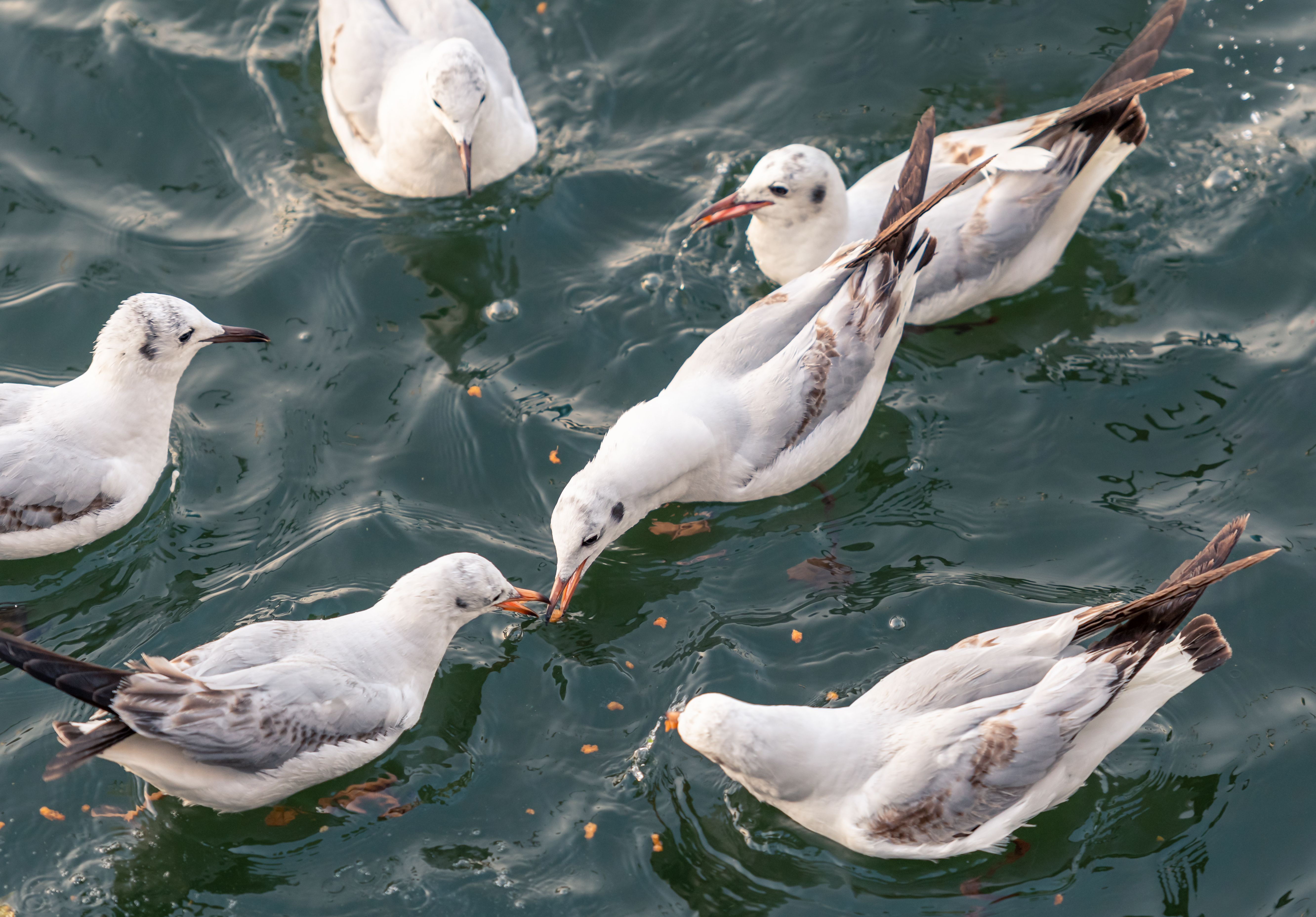Photo of Seagull on Shore · Free Stock Photo