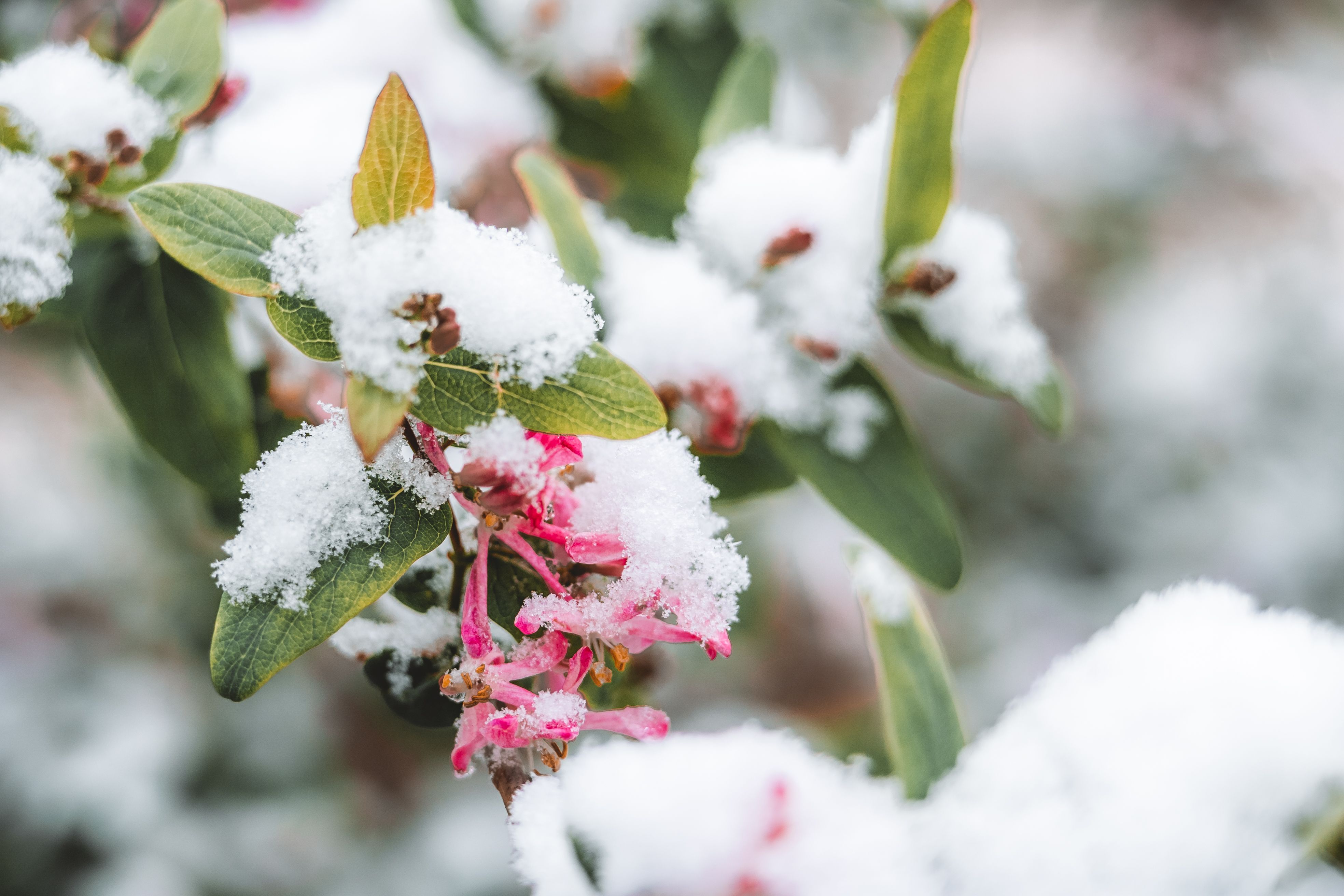 Pink Flower Plant Covered with White Snow · Free Stock Photo