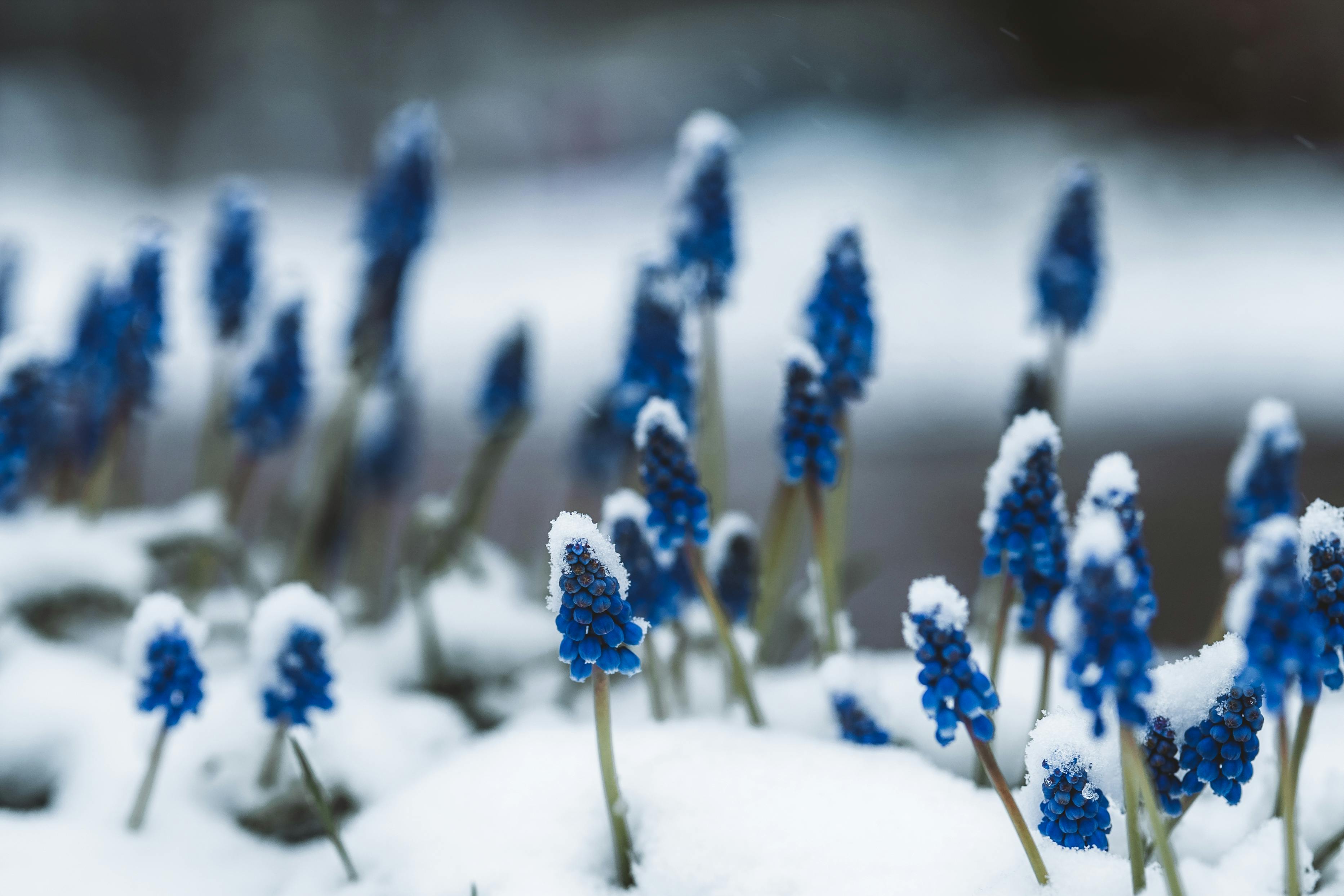 Flower Growing through Snow on Ground · Free Stock Photo