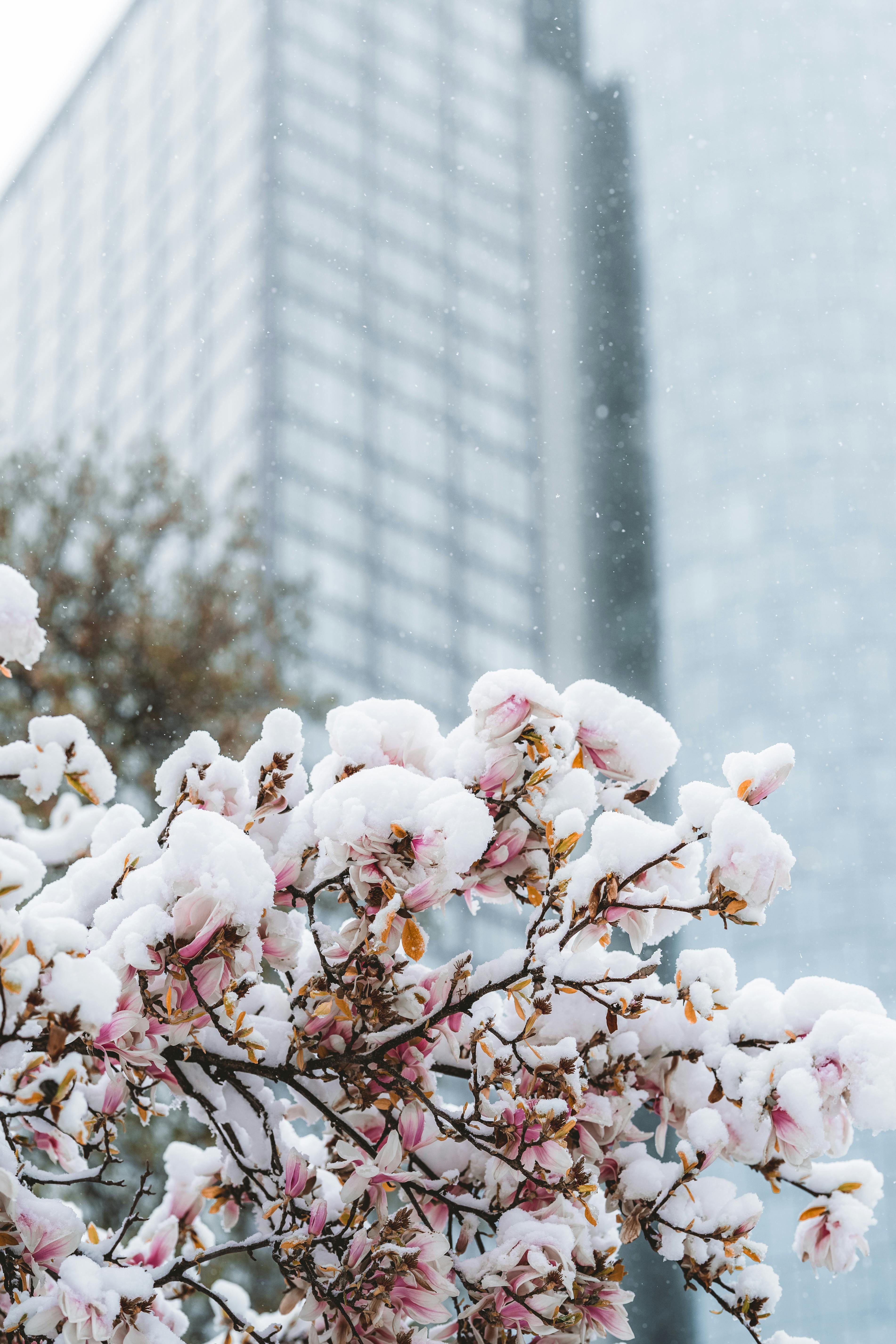 Snowy Flowers Photos, Download The BEST Free Snowy Flowers Stock Photos ...