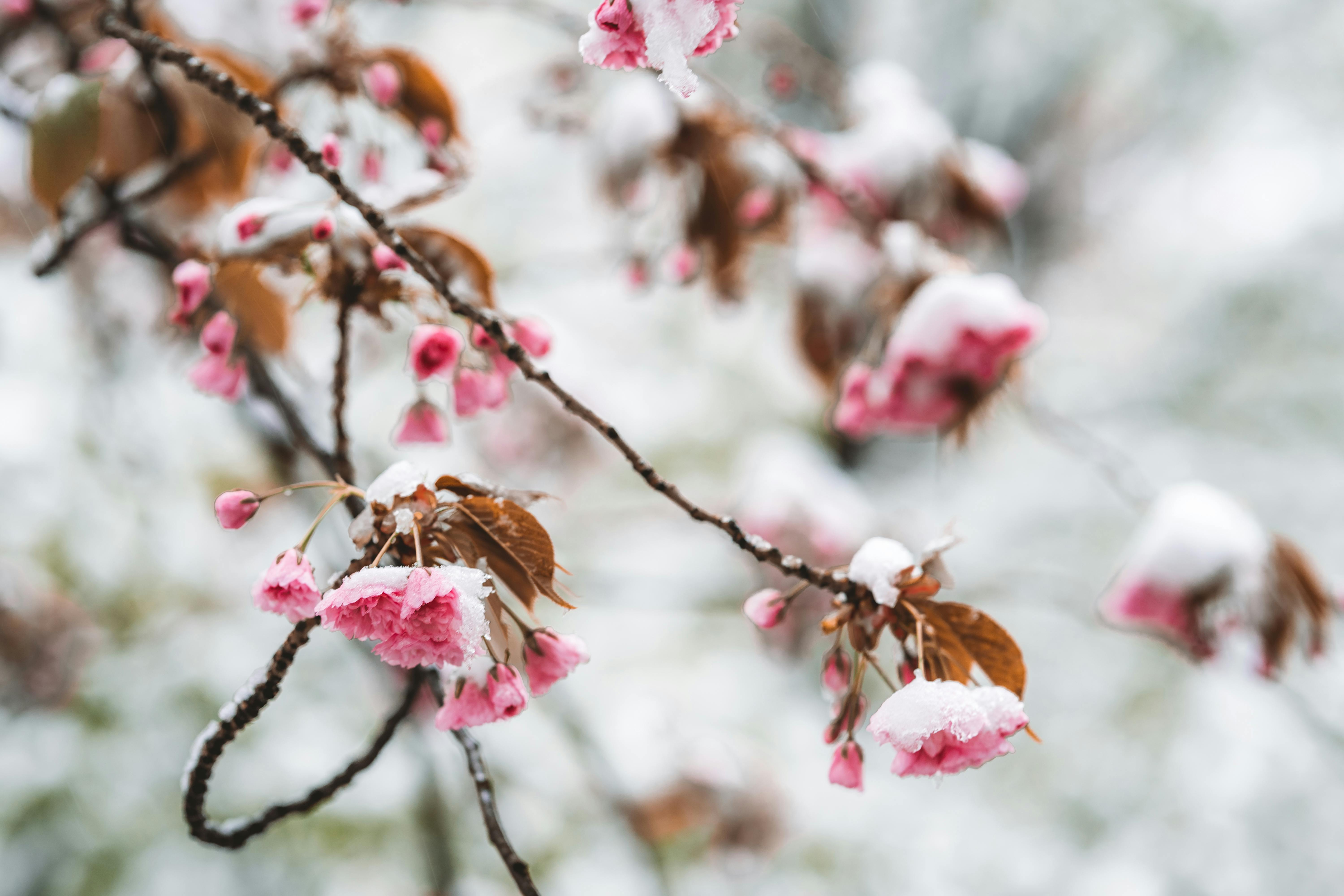 Red Pink and White Petaled Tree during Daytime · Free Stock Photo