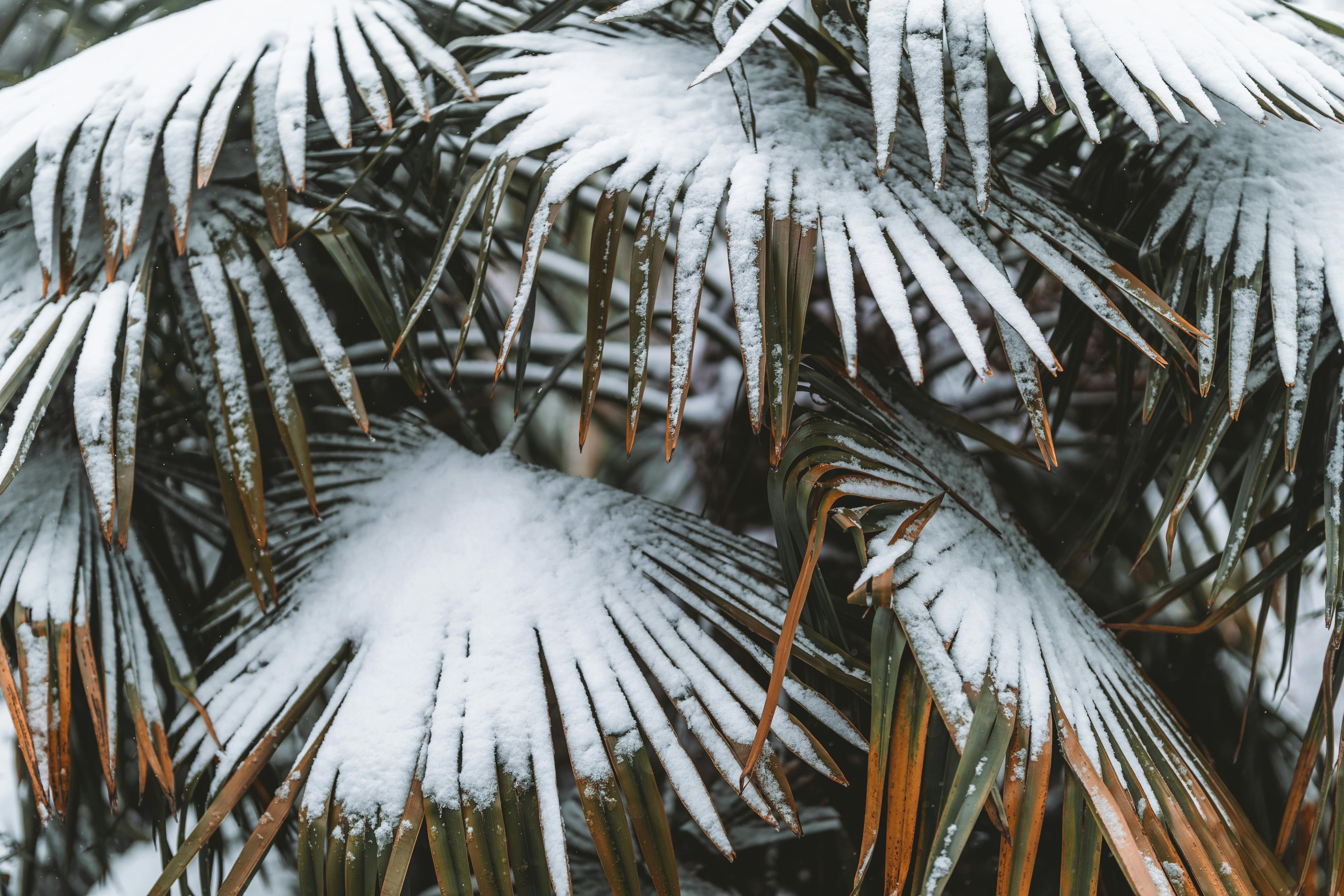 Winter Palm Photos, Download The BEST Free Winter Palm Stock Photos ...