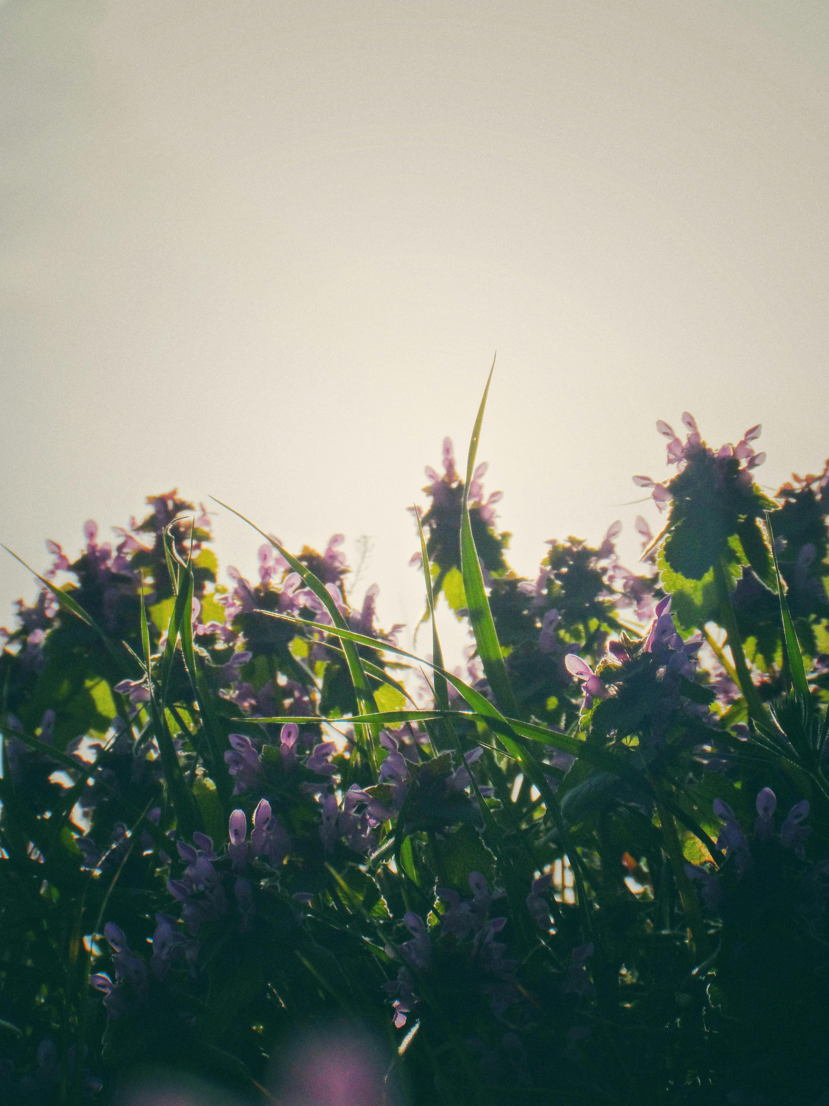 Man Smelling Flowers on a Bush · Free Stock Photo