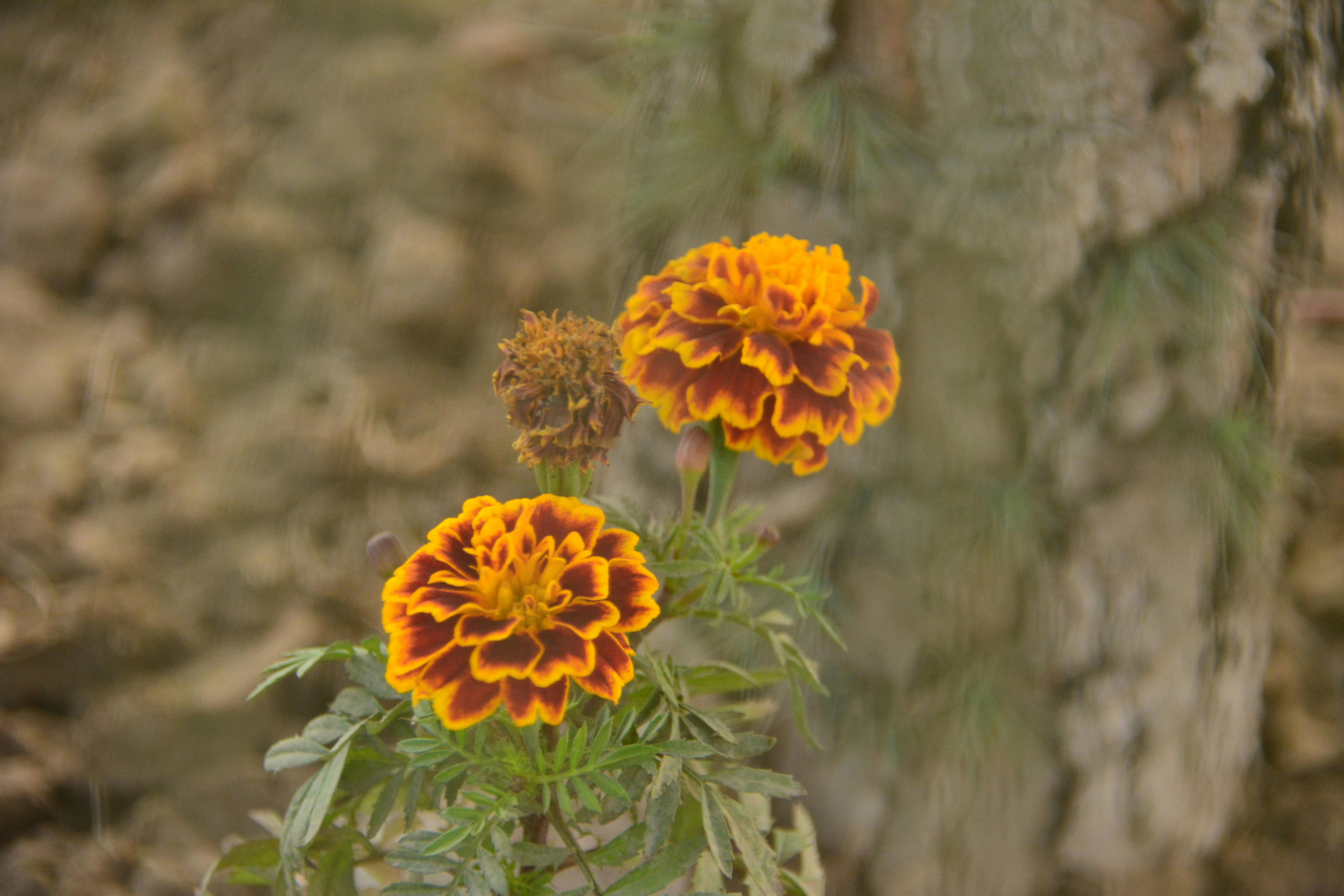 Salman Rafique – Fotografia