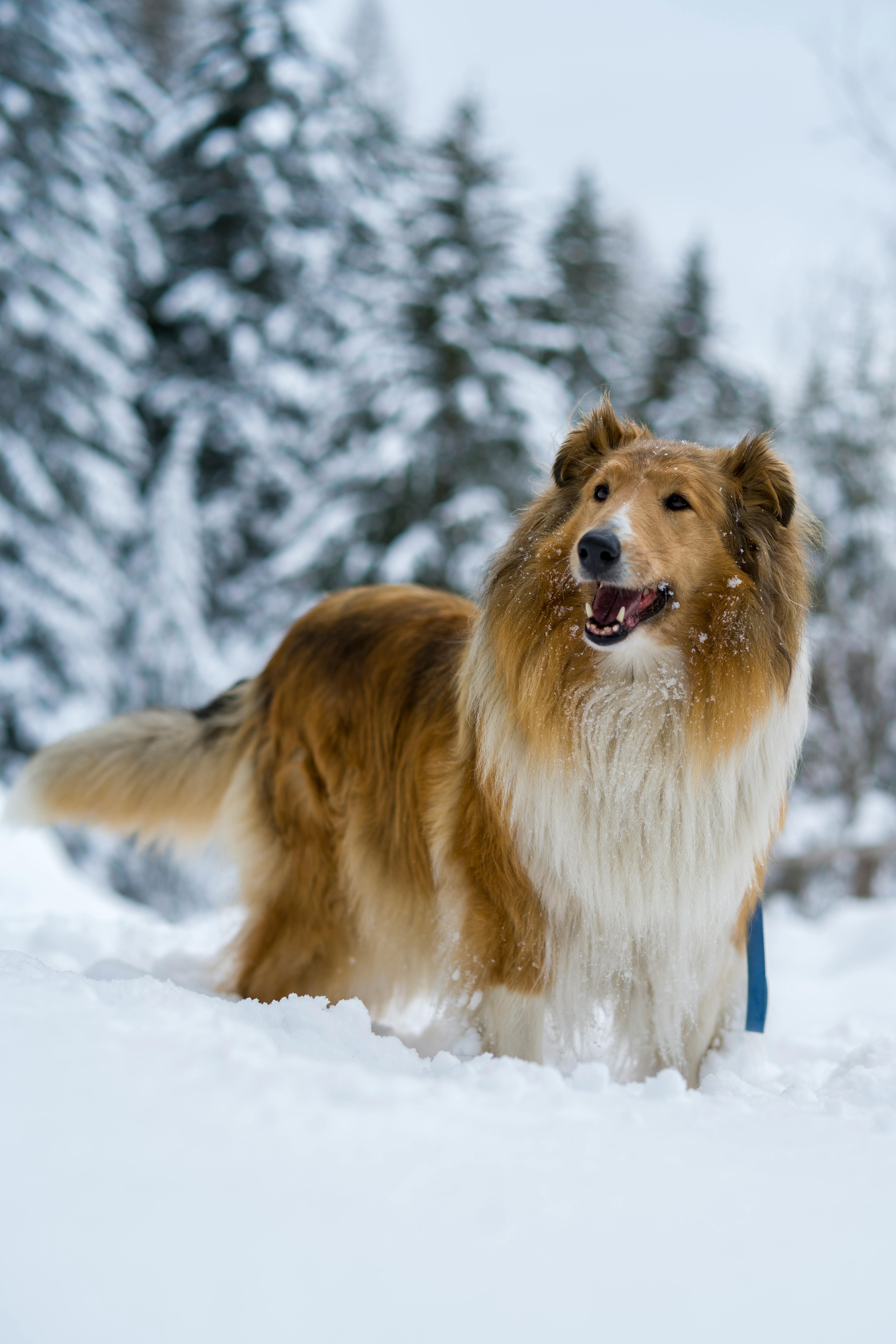 Close-Up Shot of a Brown Dog Standing on Snow-Covered Ground · Free ...