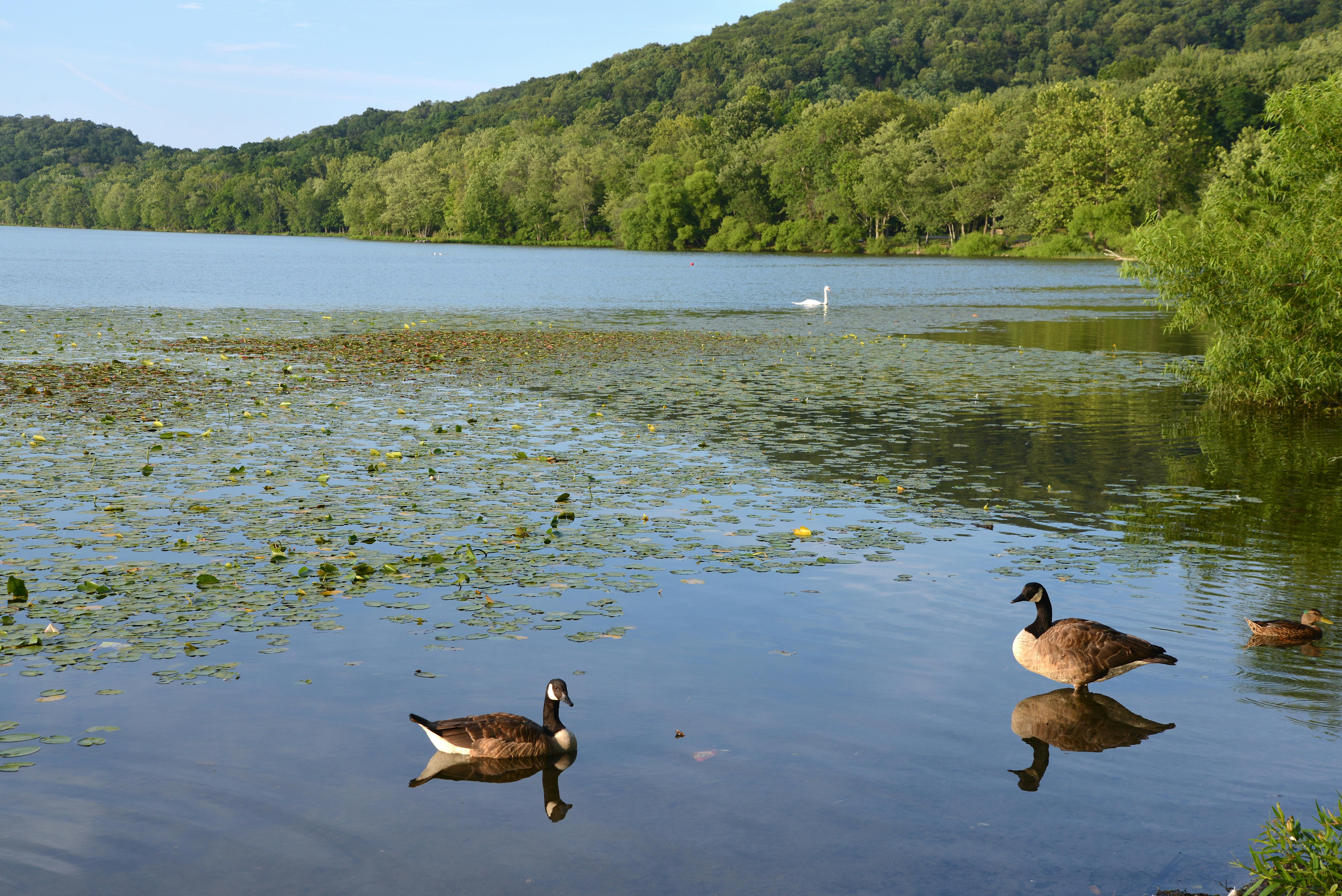 Canada Geese on the Water · Free Stock Photo