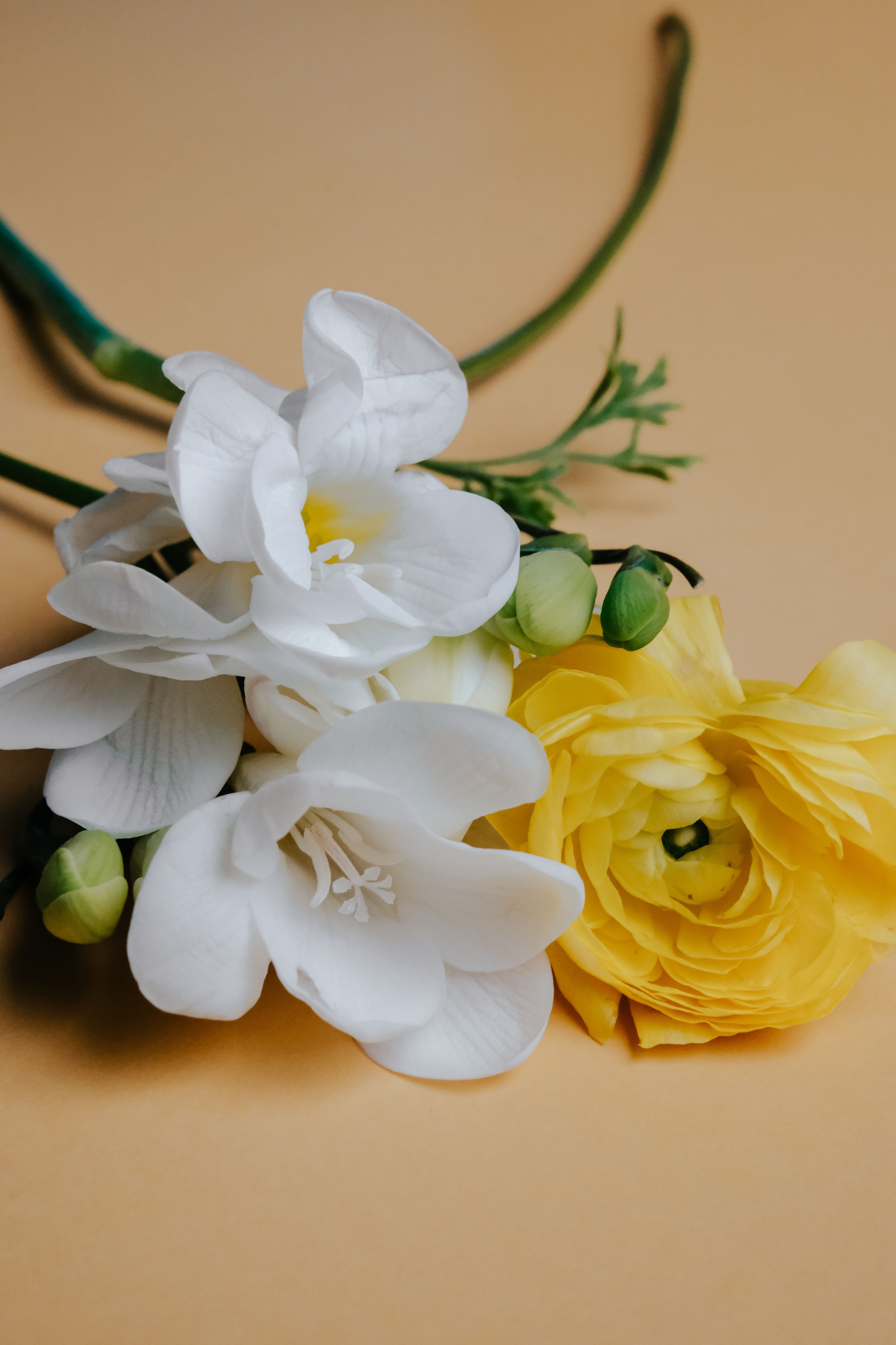 Freesia And Honeysuckle Photos, Download The BEST Free Freesia And ...