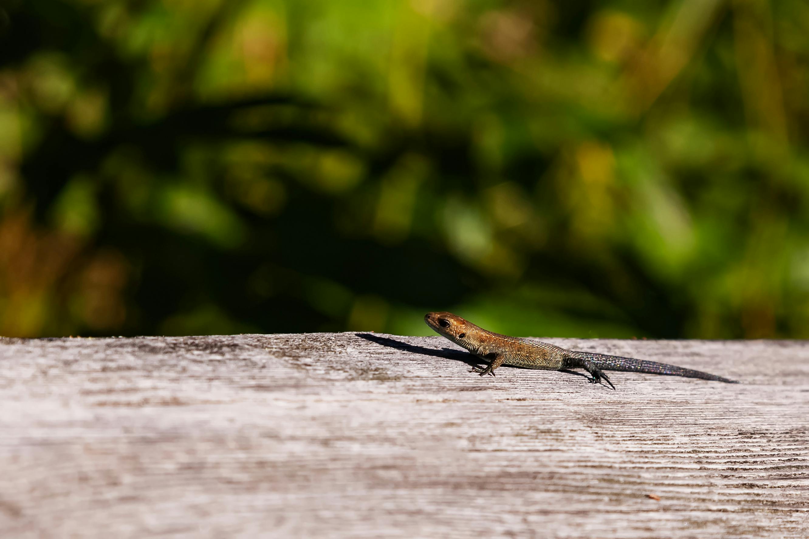 Lizard Staring Photos, Download Free Lizard Staring Stock Photos & HD ...