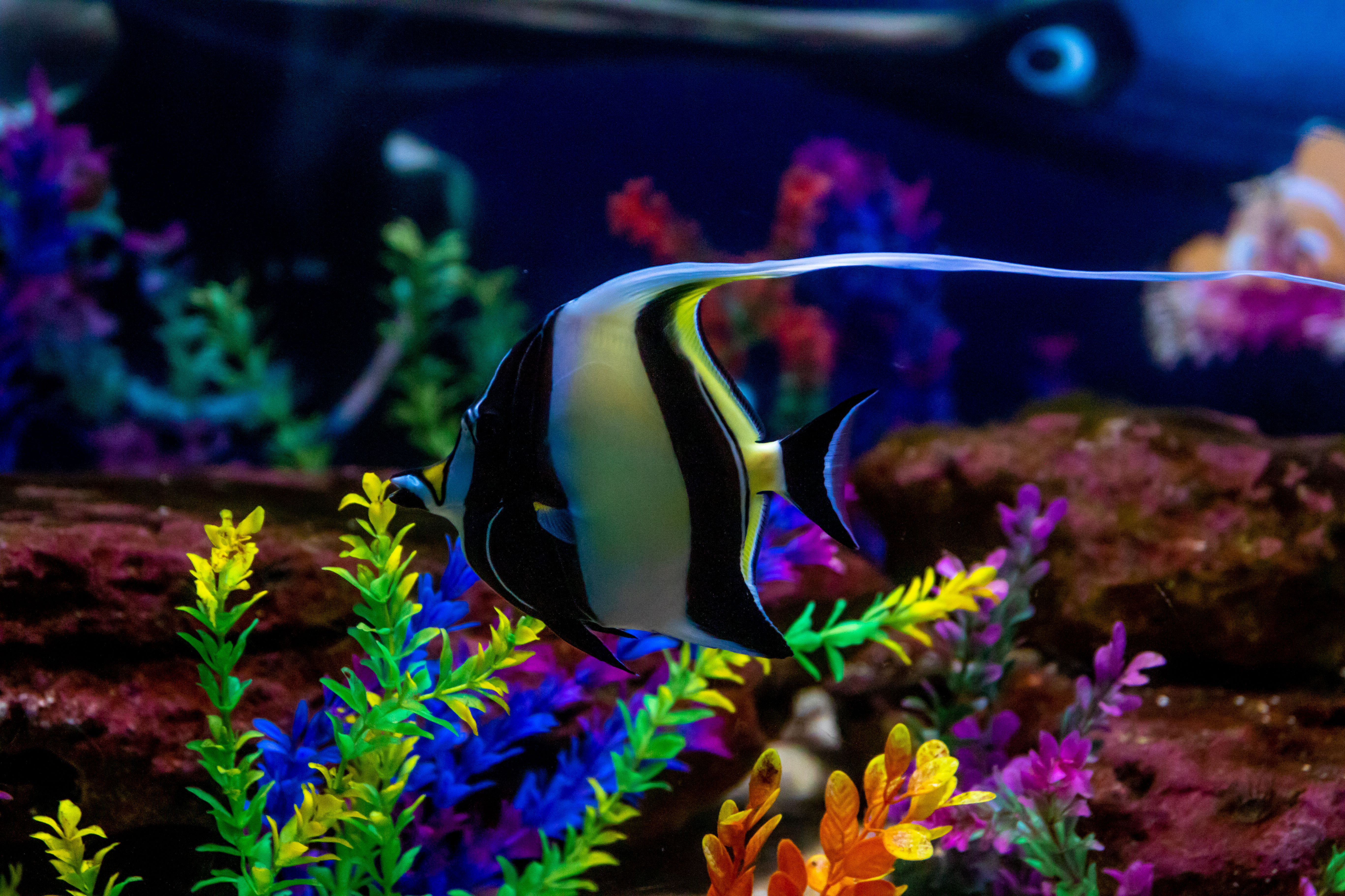 A Moorish Idol Fish in an Aquarium · Free Stock Photo