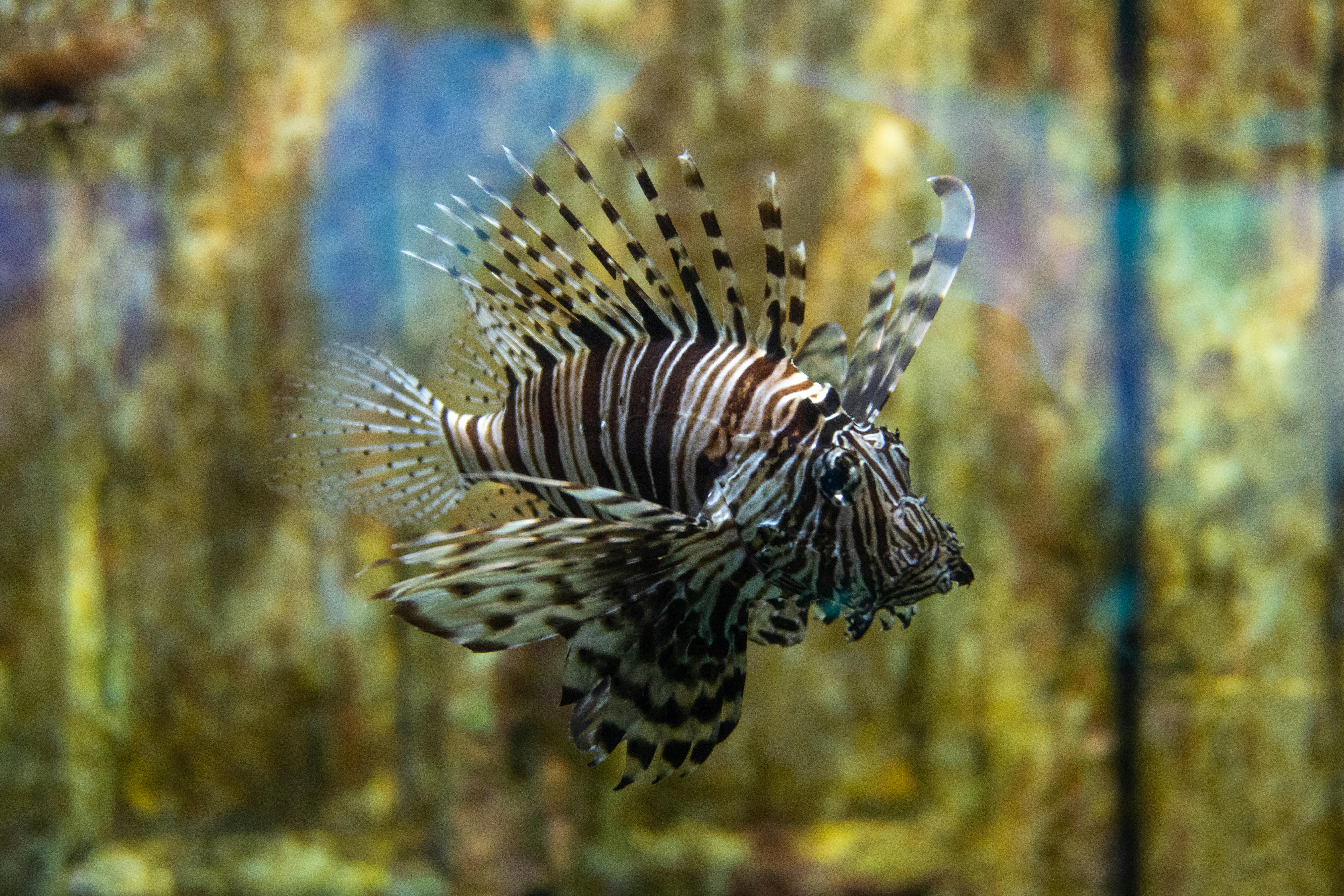 Exotic Fish in Aquarium · Free Stock Photo