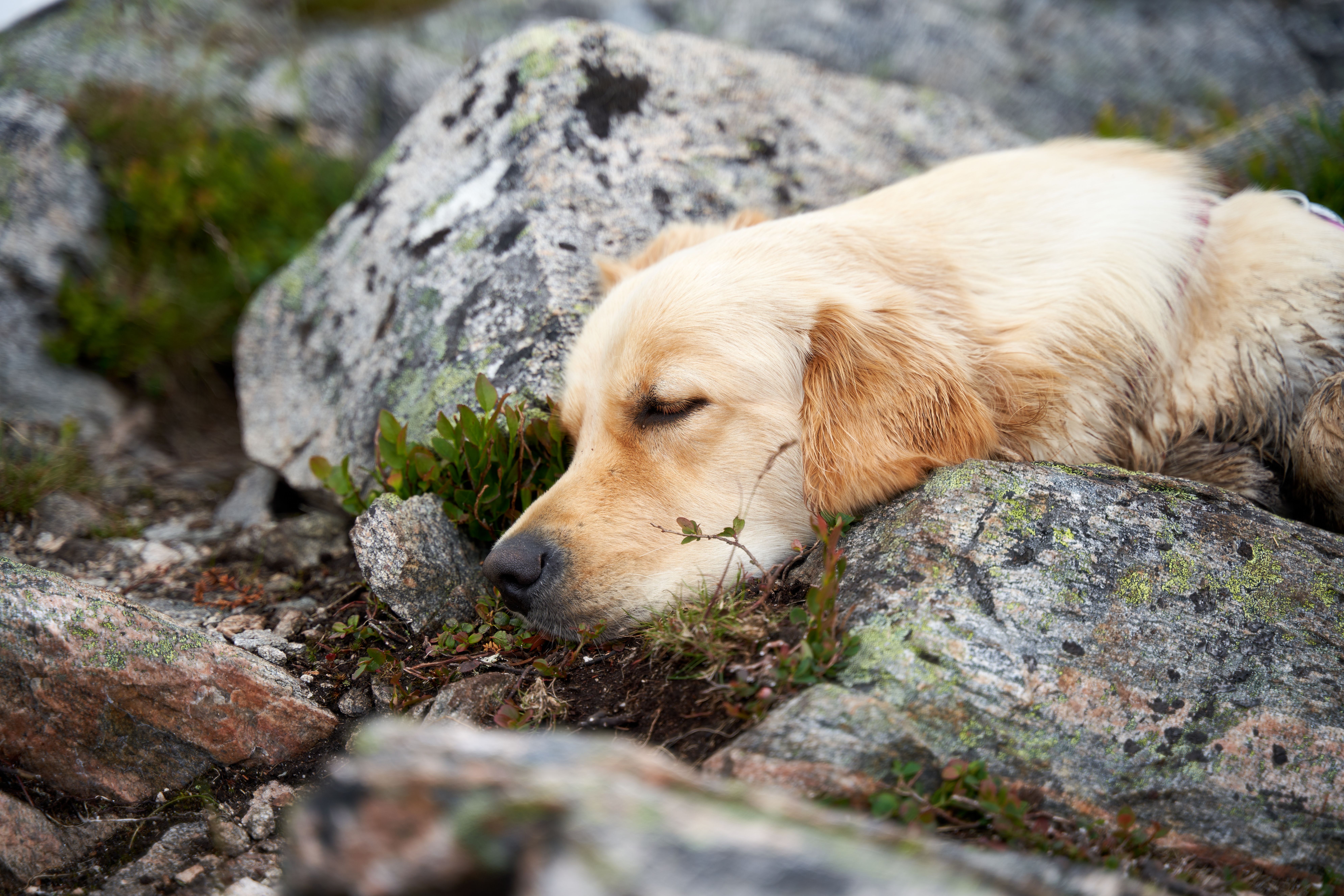 A Golden Retriever Resting on Rocks · Free Stock Photo