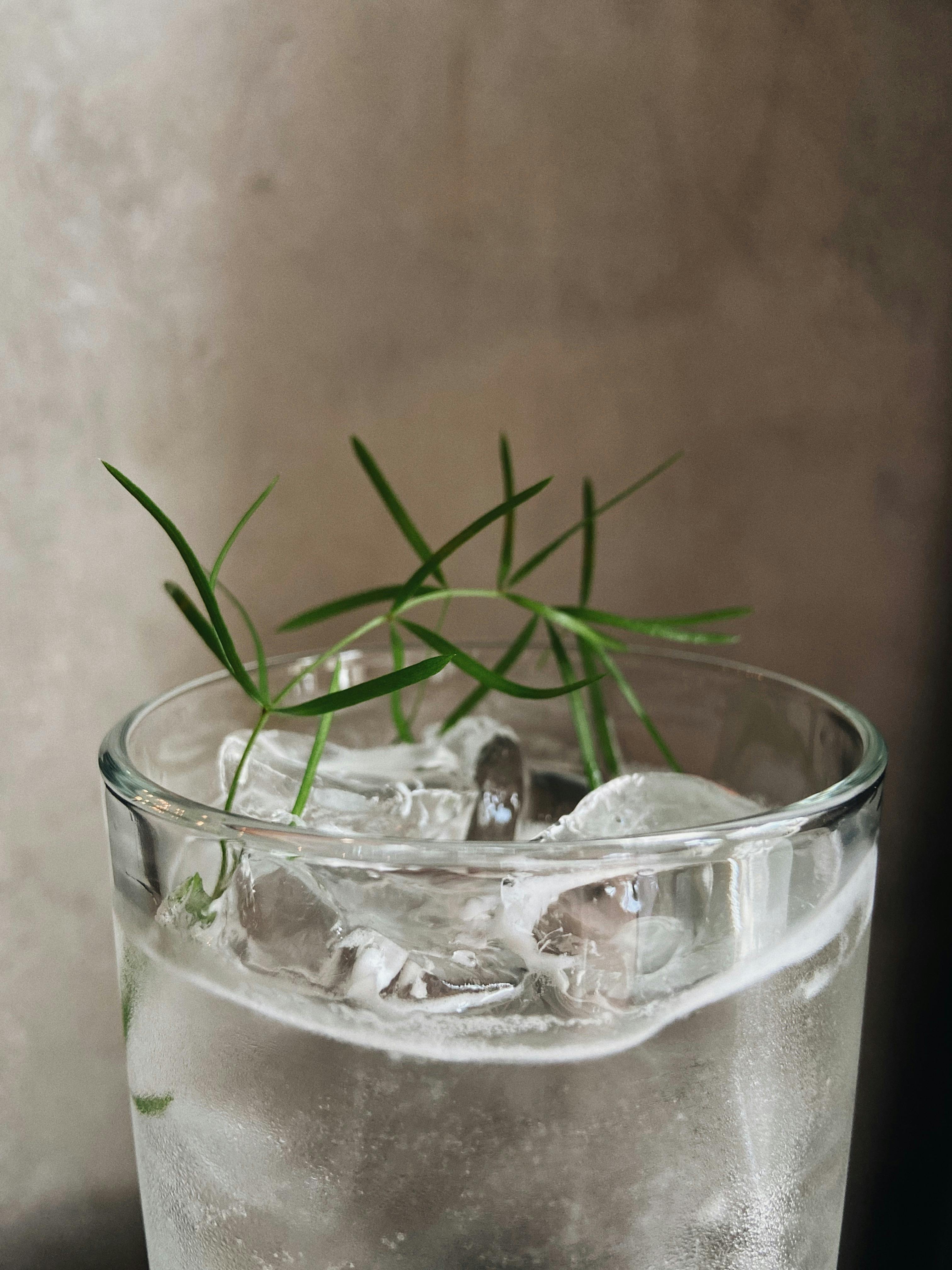 Ice Cubes in the Glass with Green Stem · Free Stock Photo