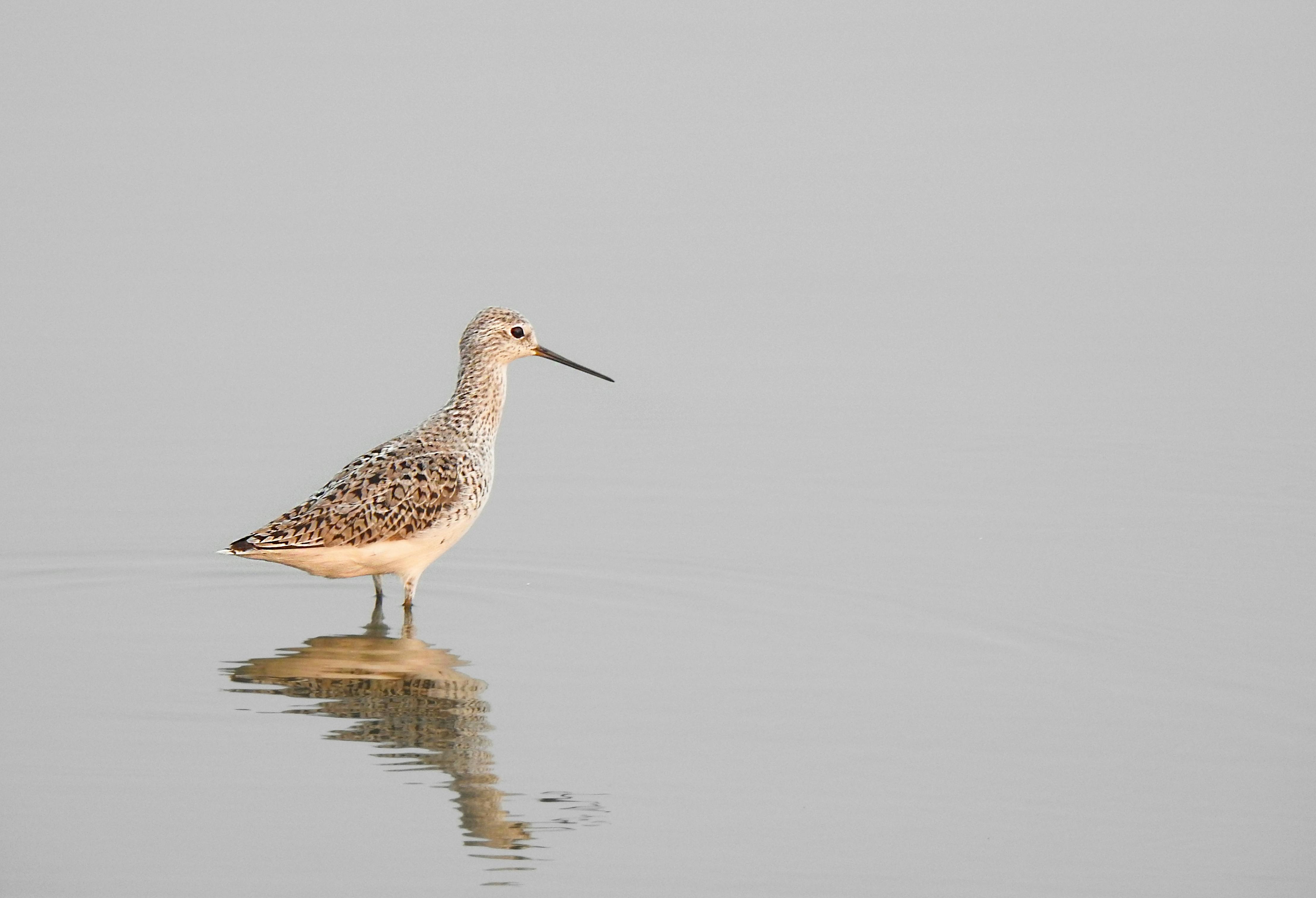 A Bird in the Water · Free Stock Photo