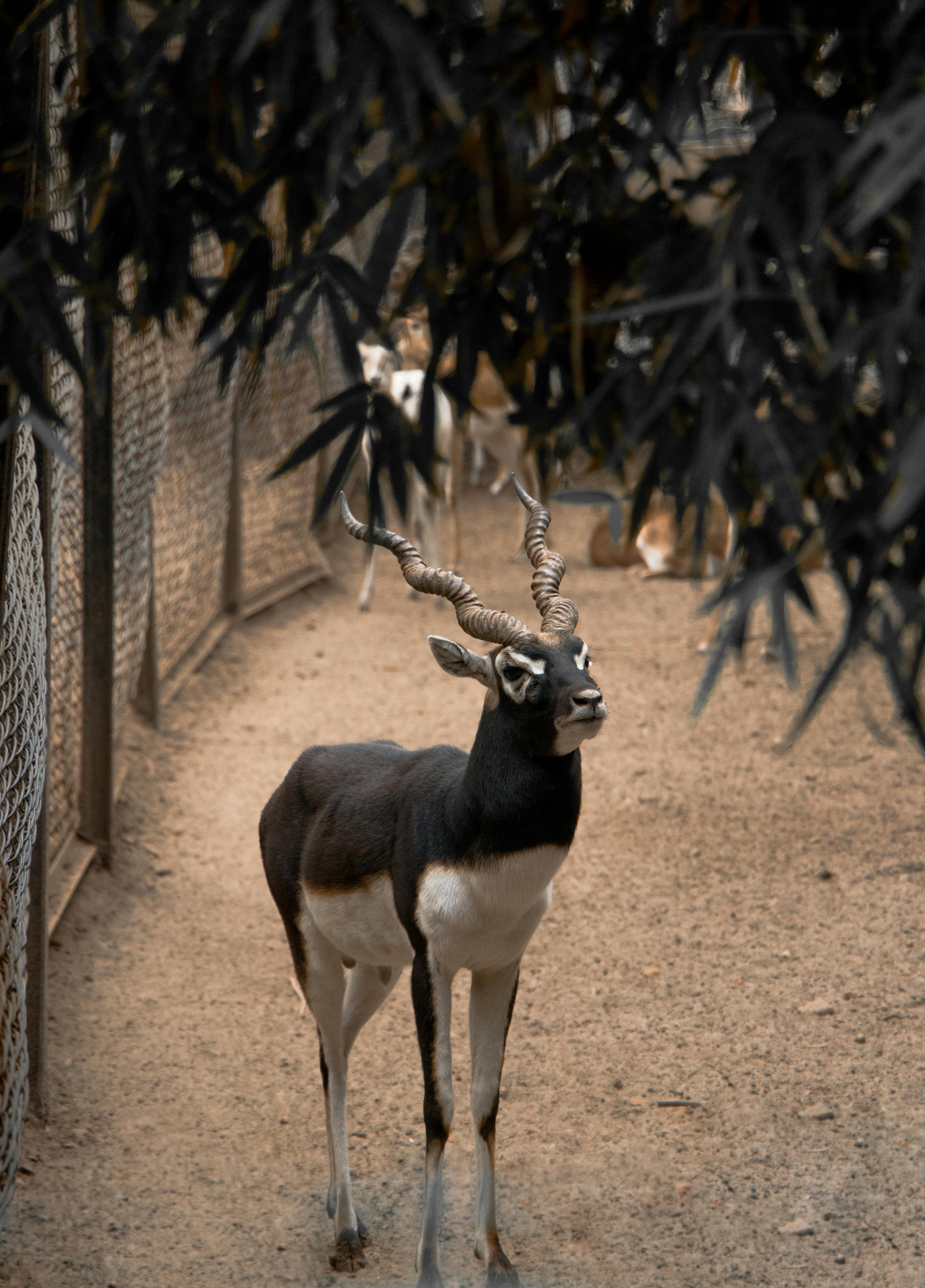 Blackbuck, and Indian Antelope · Free Stock Photo