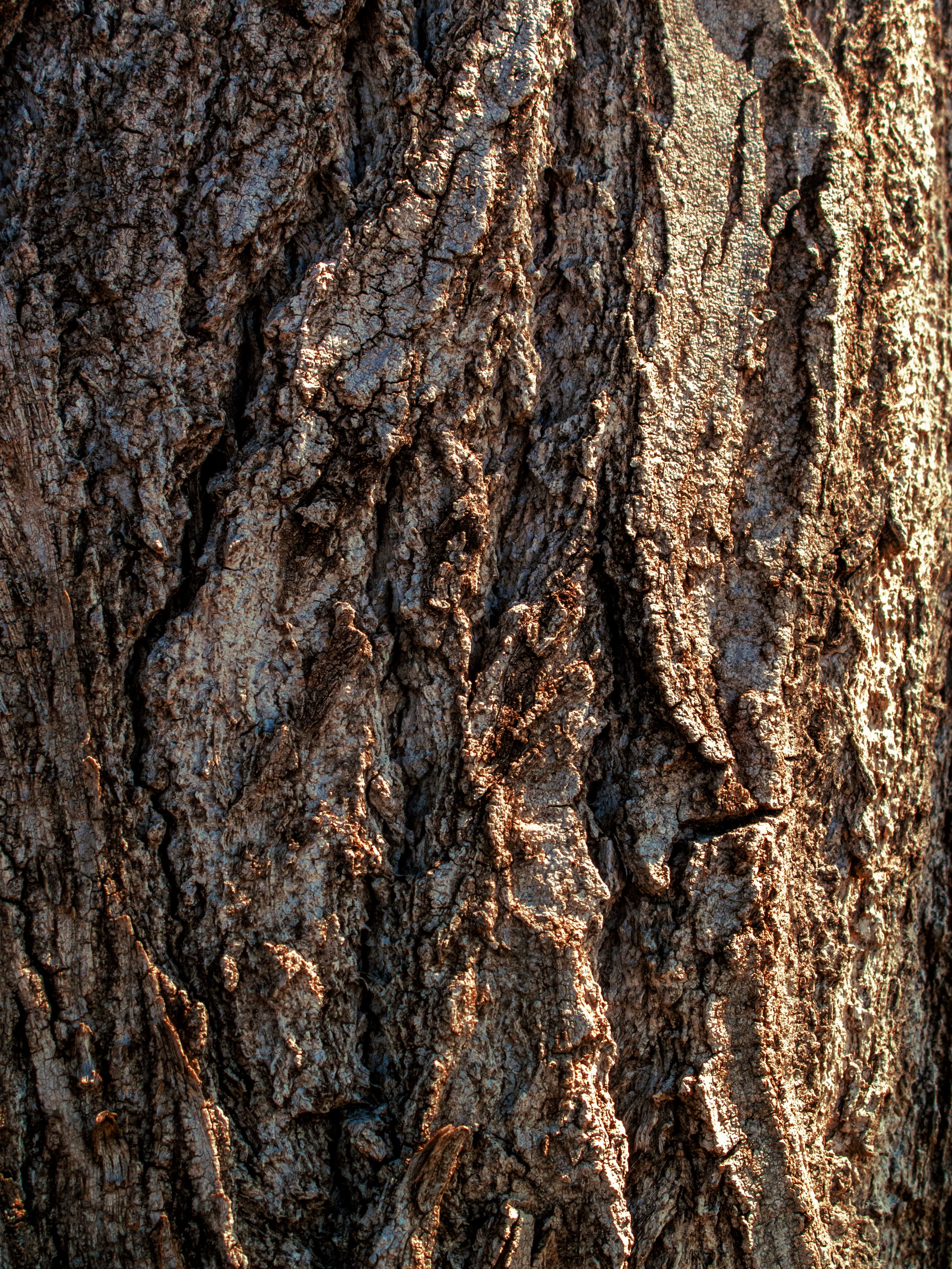 Gnarly Background Photos, Download The BEST Free Gnarly Background ...