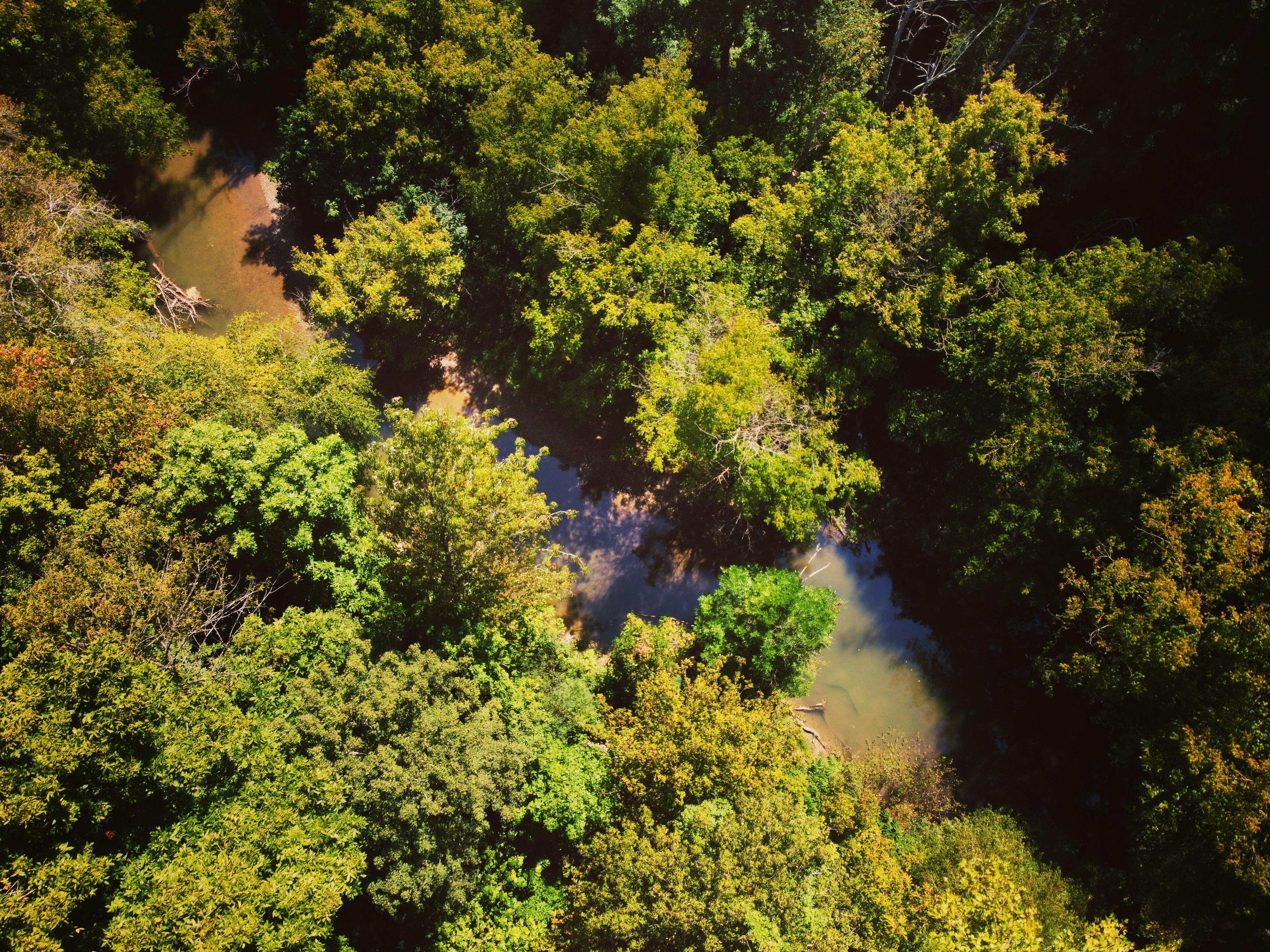 Aerial View of Trees in the Forest · Free Stock Photo