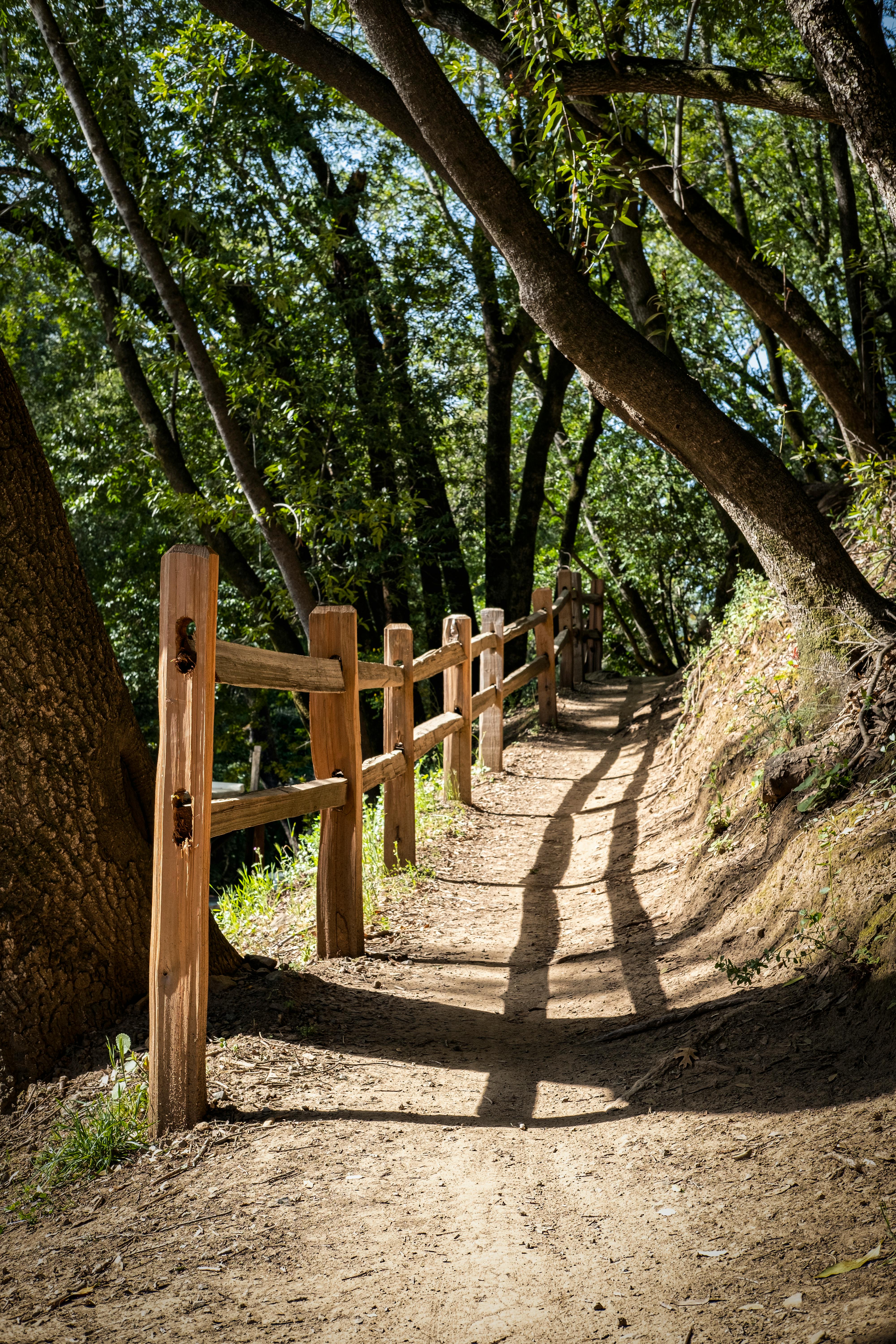 Wooden Railing on Forest Trail · Free Stock Photo