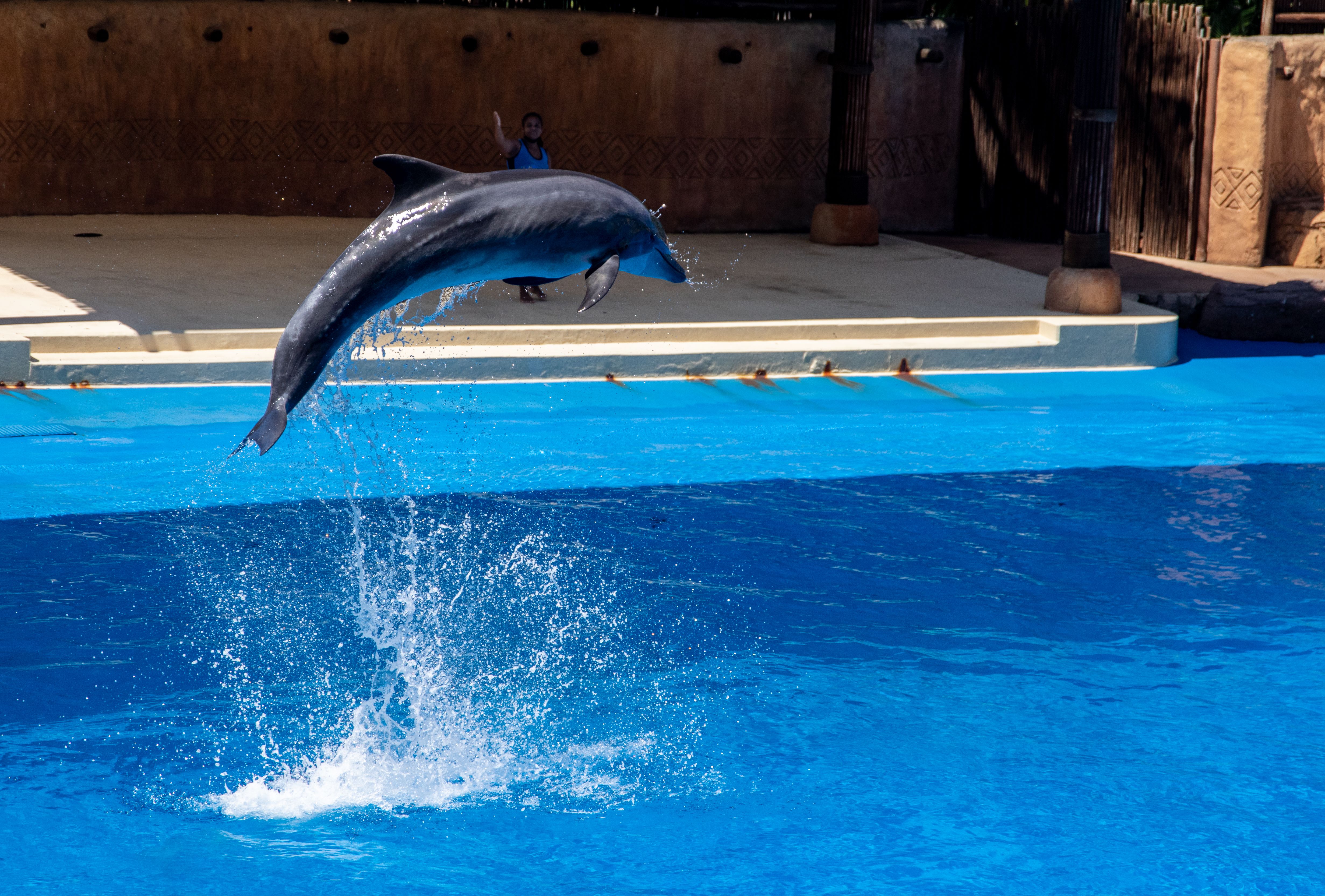 Dolphin Jumping Photos, Download The BEST Free Dolphin Jumping Stock ...