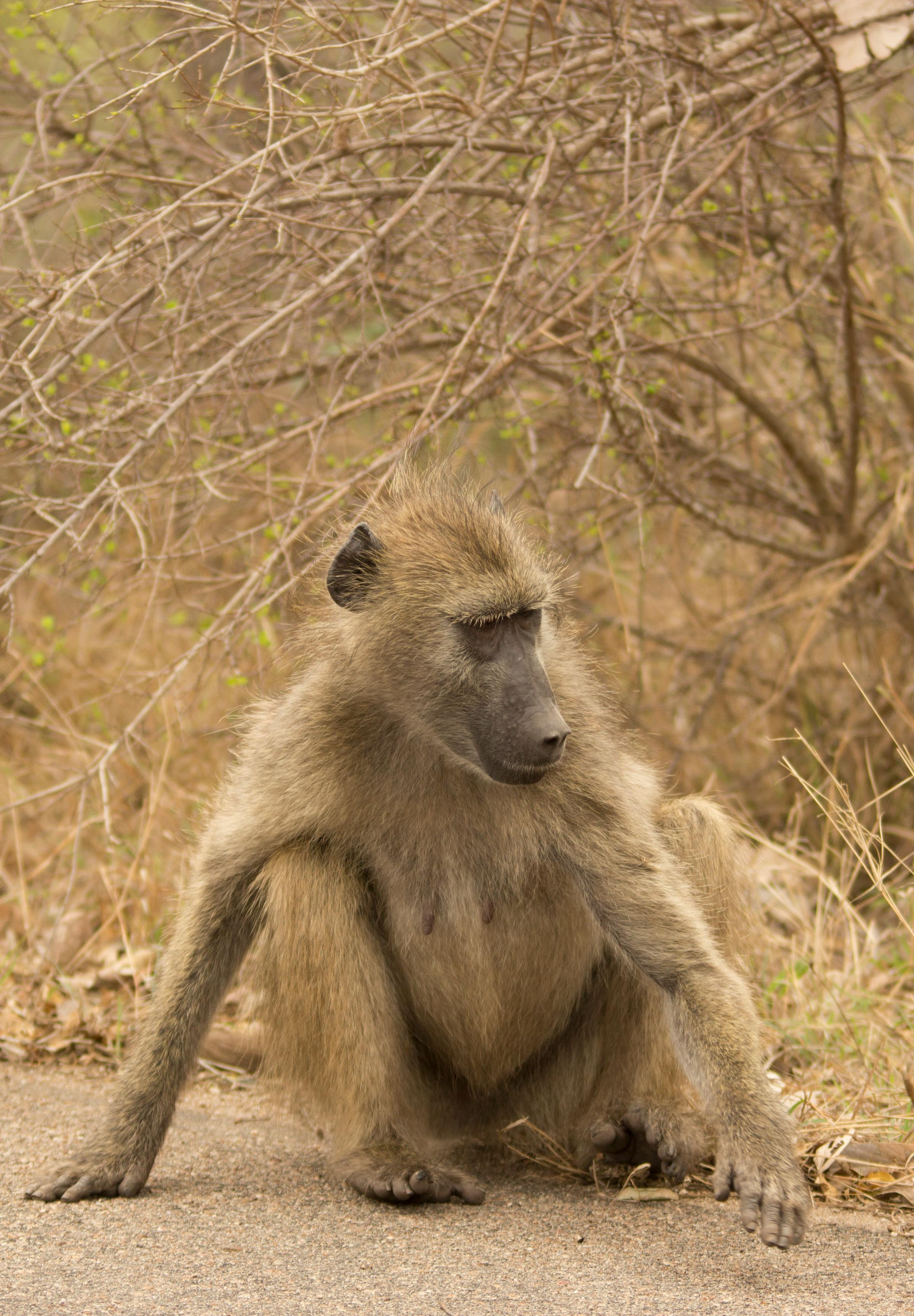 Portrait of Baboon · Free Stock Photo