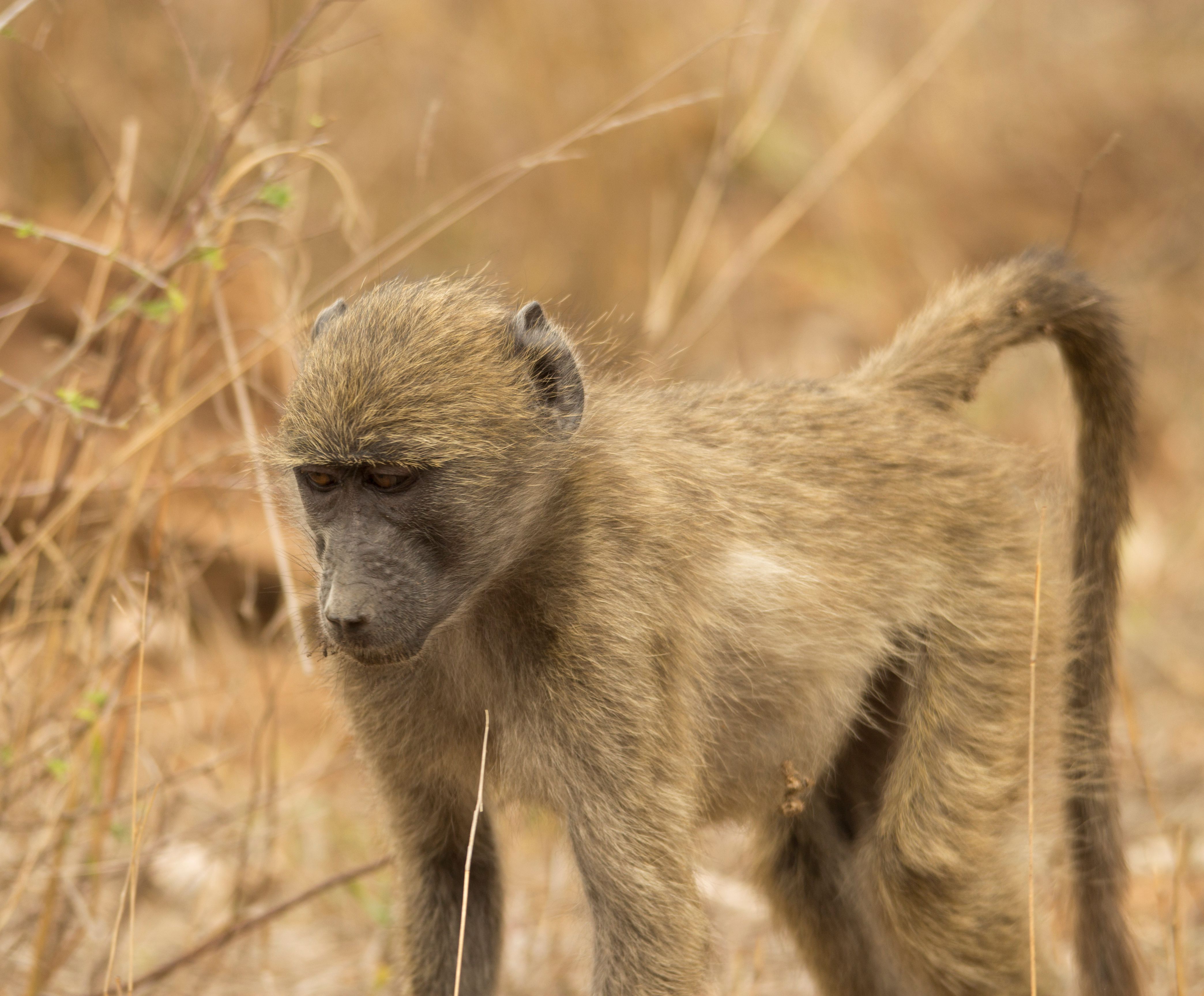 Vervet Monkey in Nature · Free Stock Photo