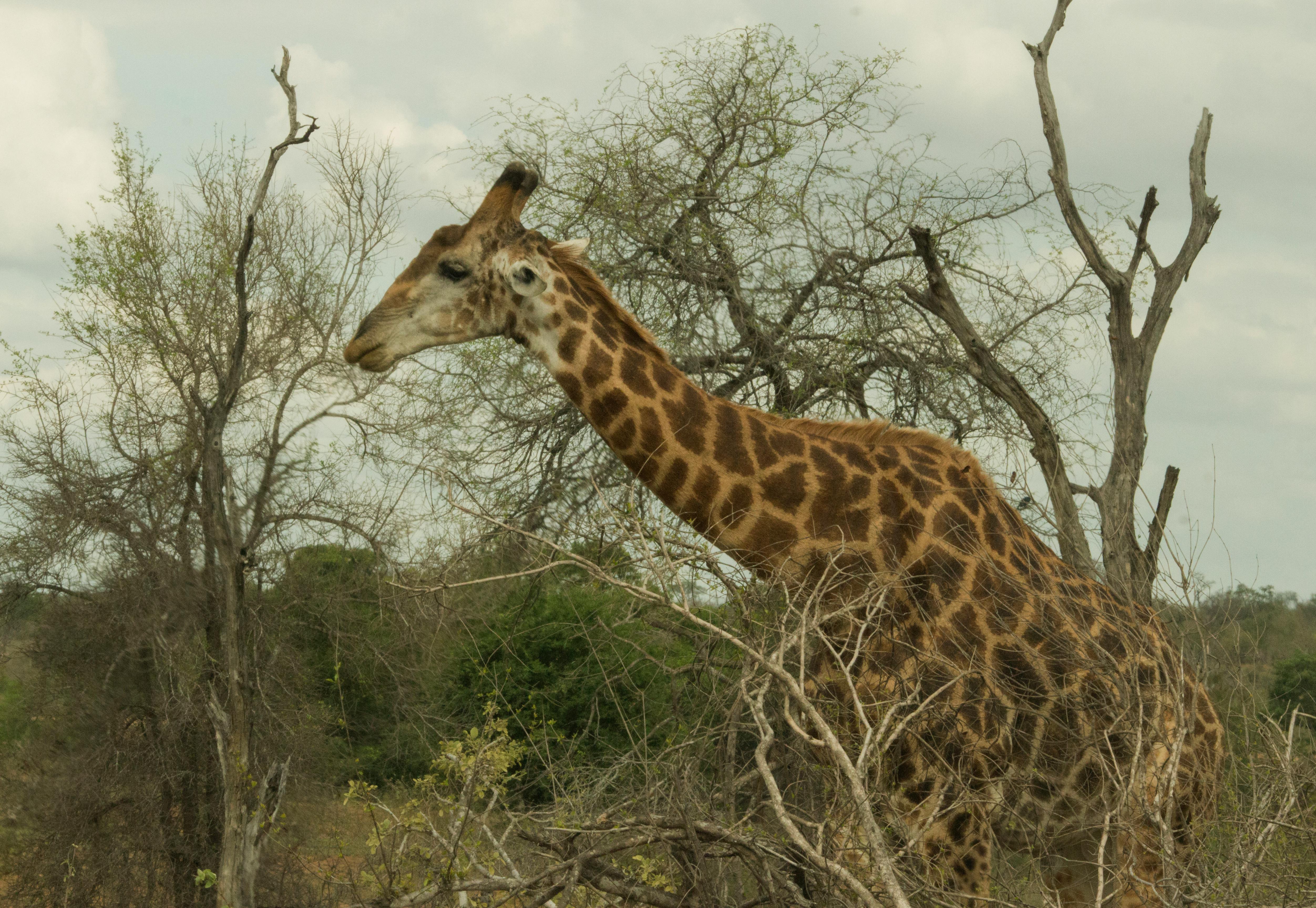 Two Giraffe Standing on Hill · Free Stock Photo