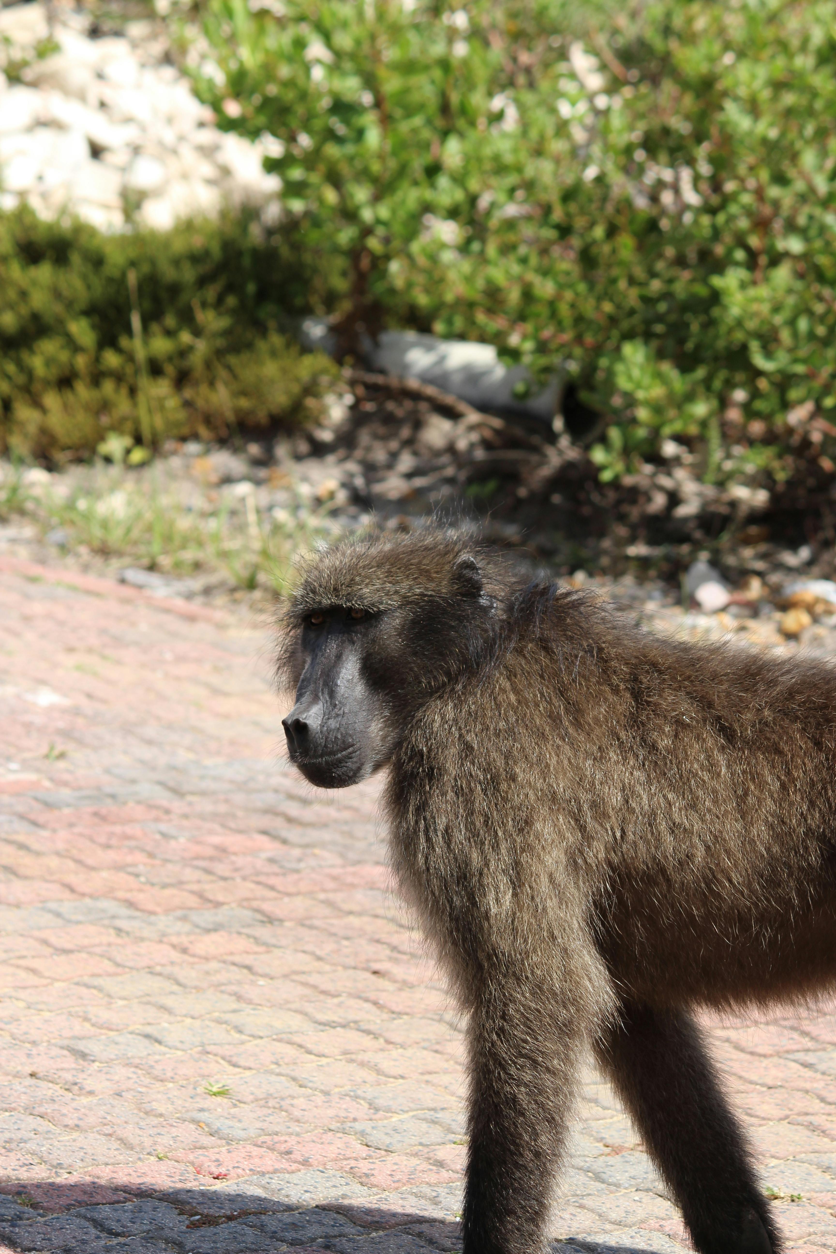 Close-up of a Baboon · Free Stock Photo