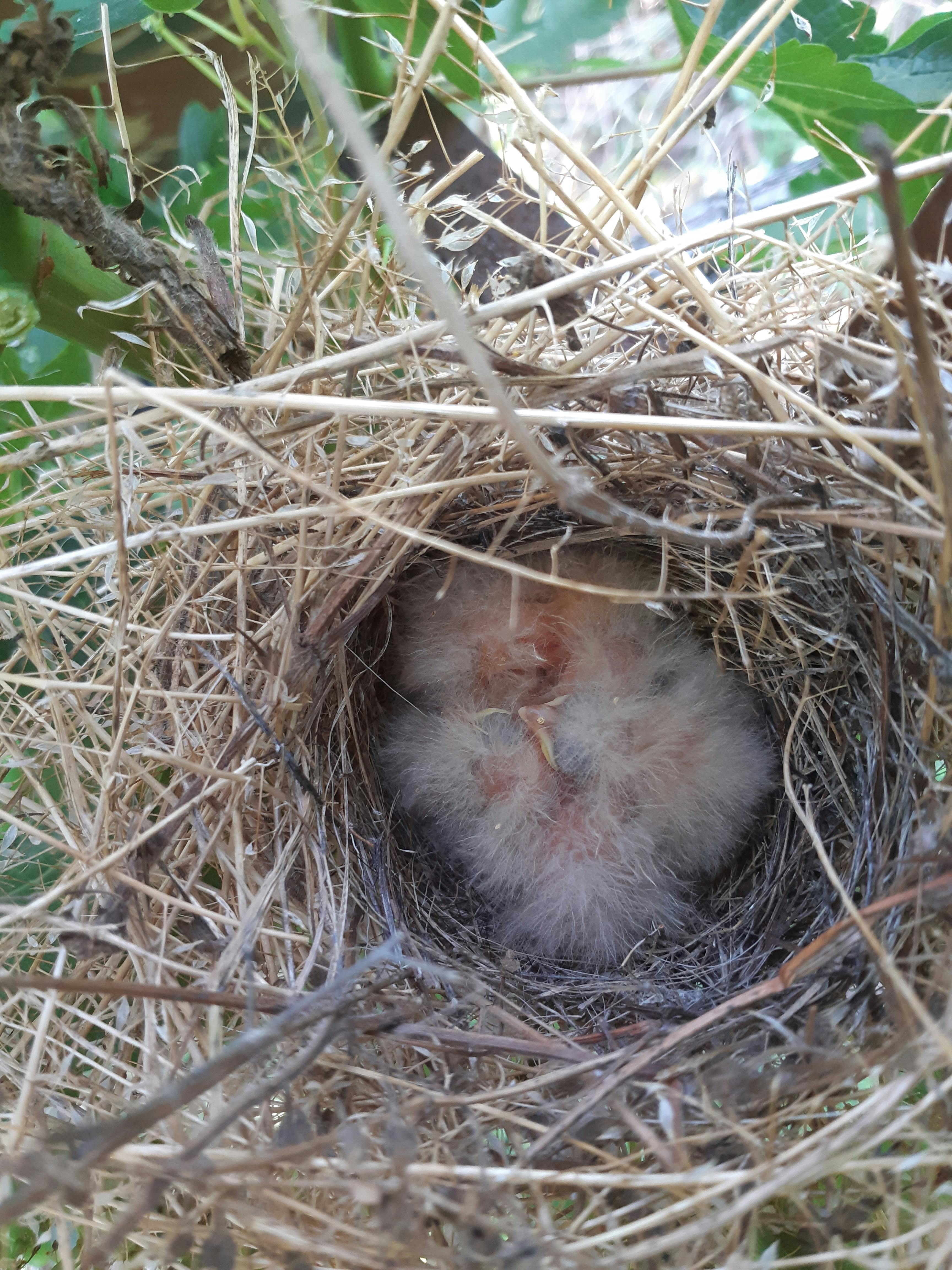 Newborn Nest Photos, Download The BEST Free Newborn Nest Stock Photos ...