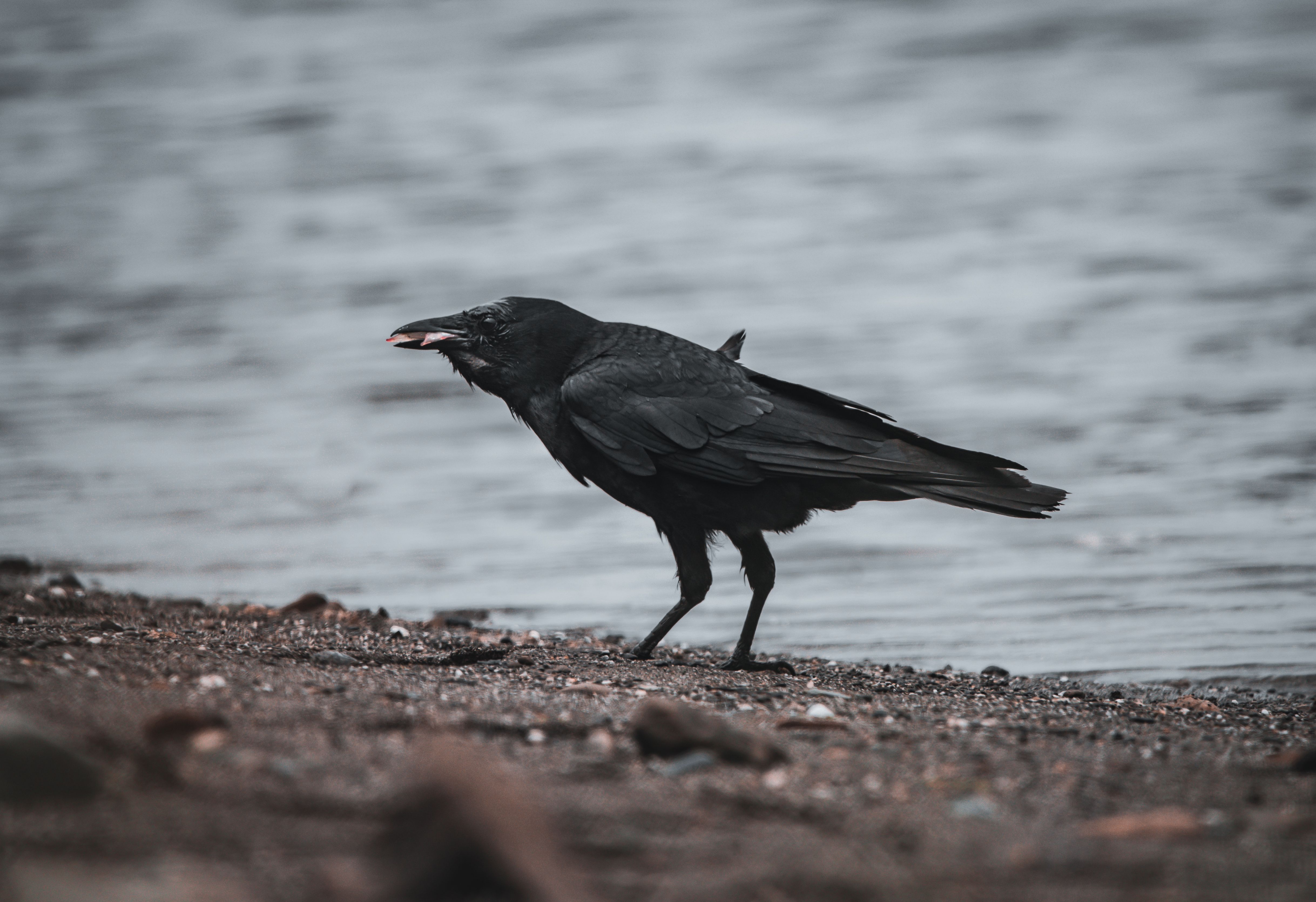 A Crow Eating while on Shore · Free Stock Photo