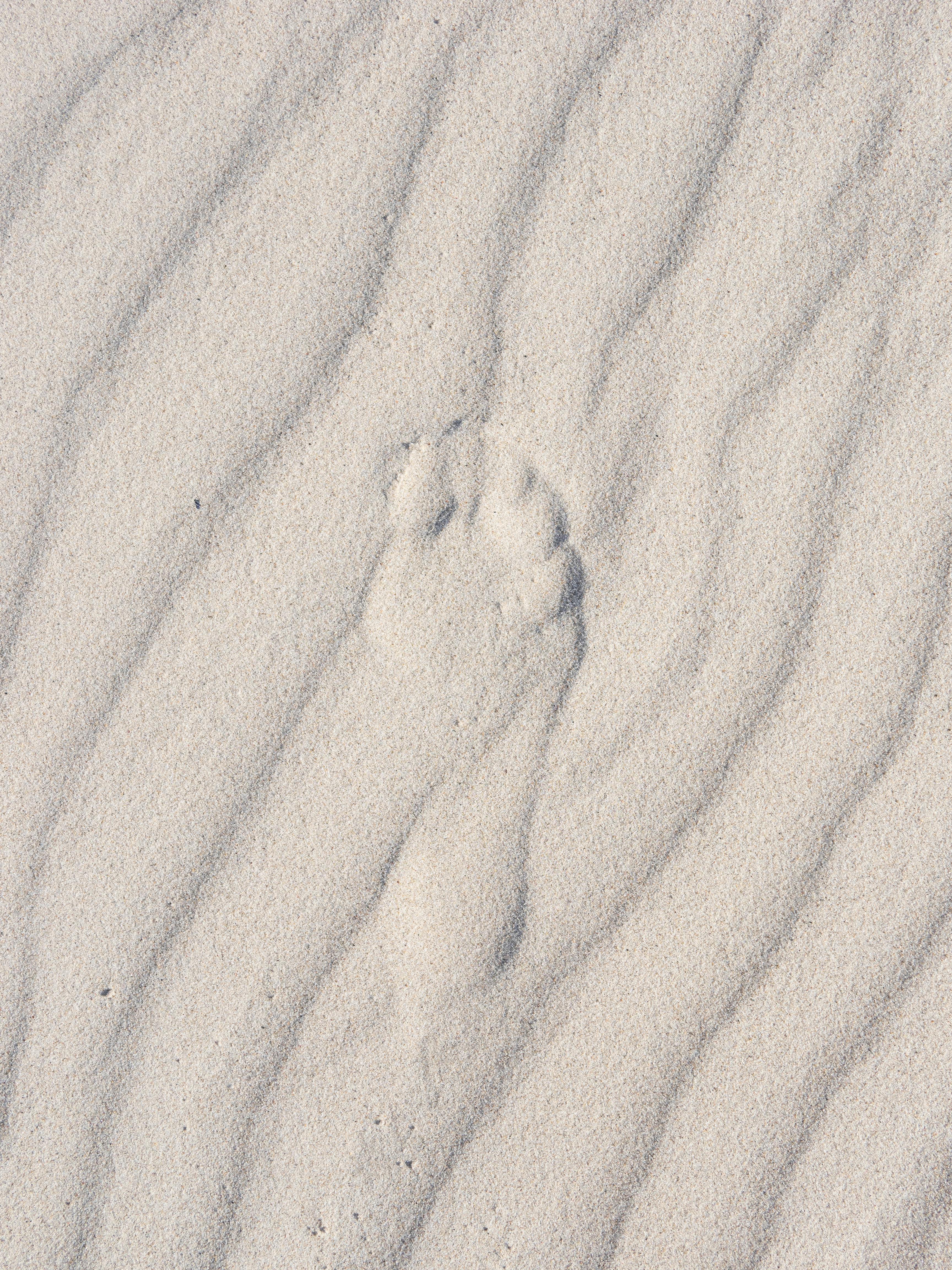 Footprint in the Sand · Free Stock Photo