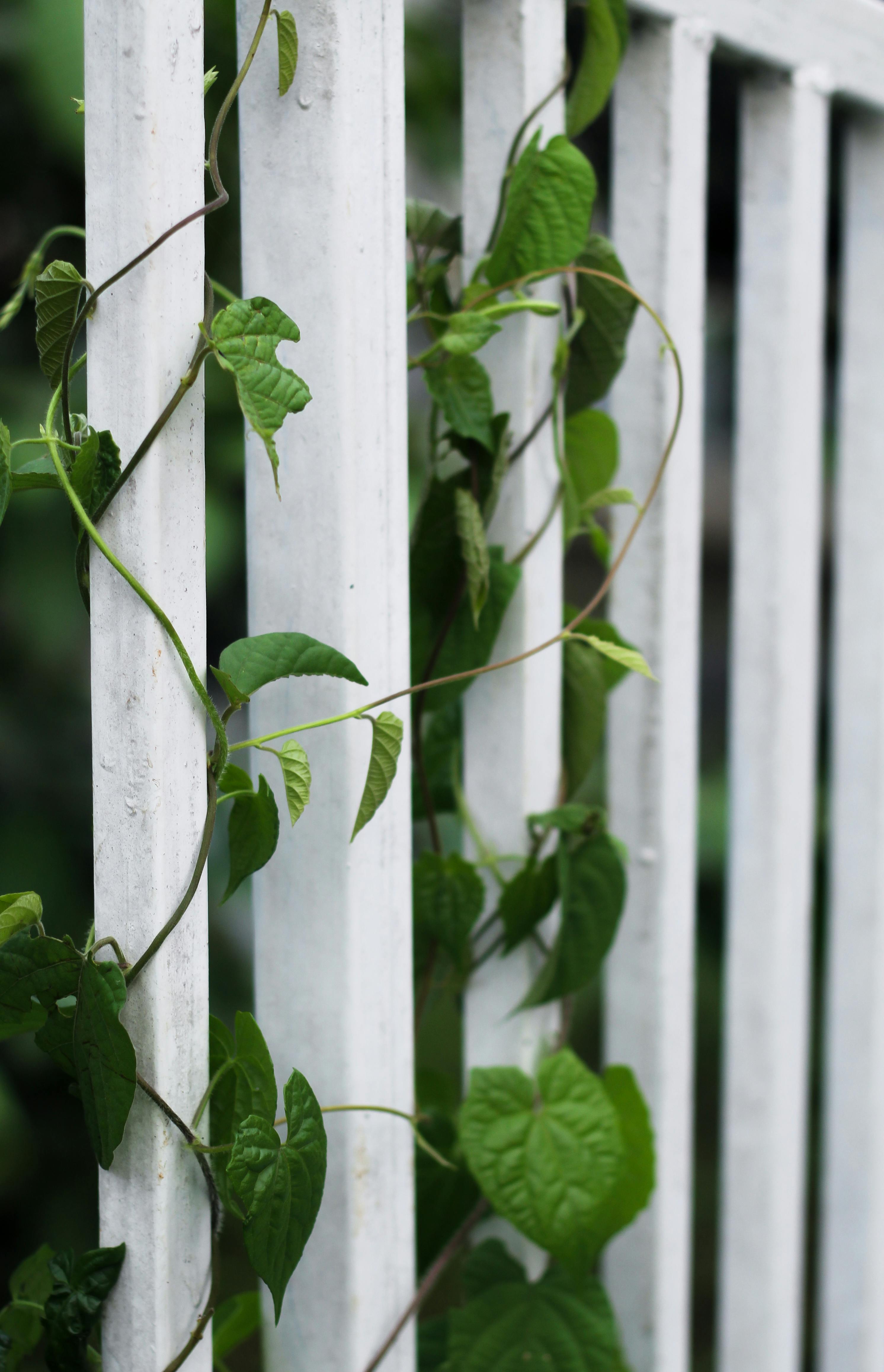 Plant Climbers Photos, Download The BEST Free Plant Climbers Stock ...