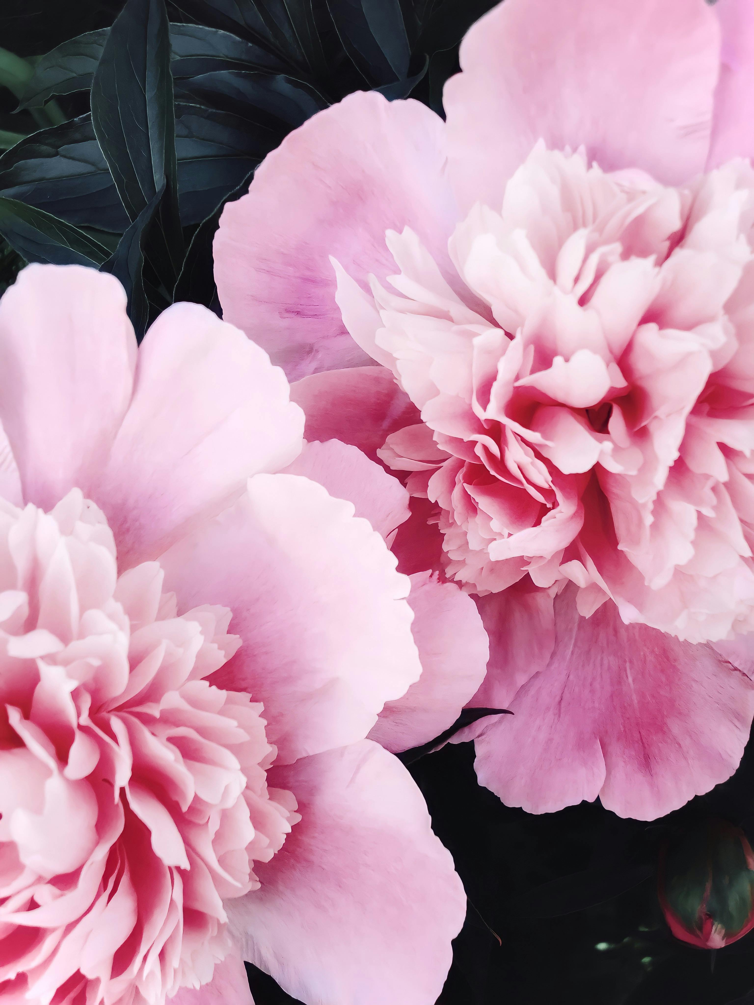 Beautiful Chinese Peonies in Garden · Free Stock Photo
