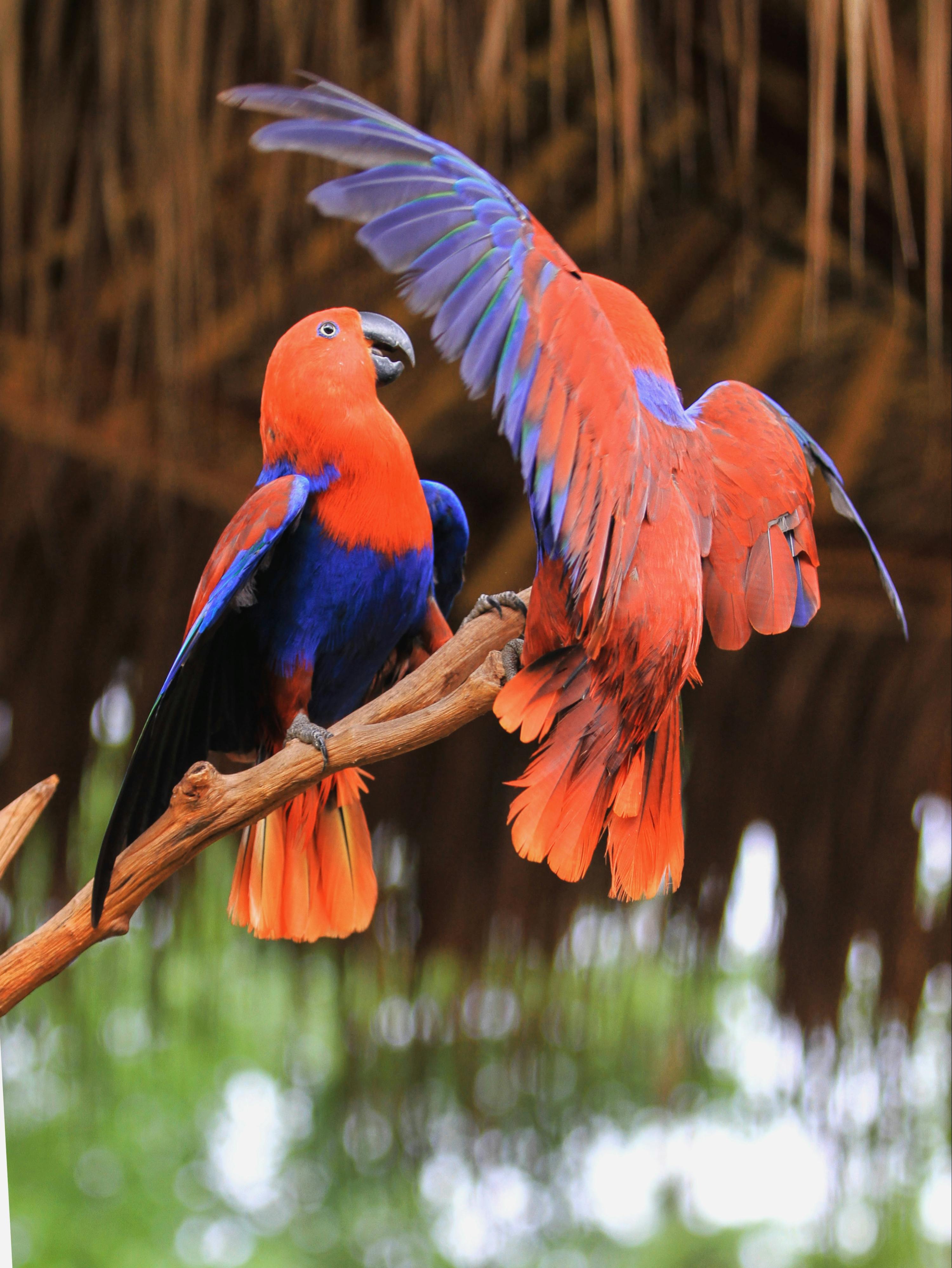 Red Parrots Photos, Download The BEST Free Red Parrots Stock Photos ...