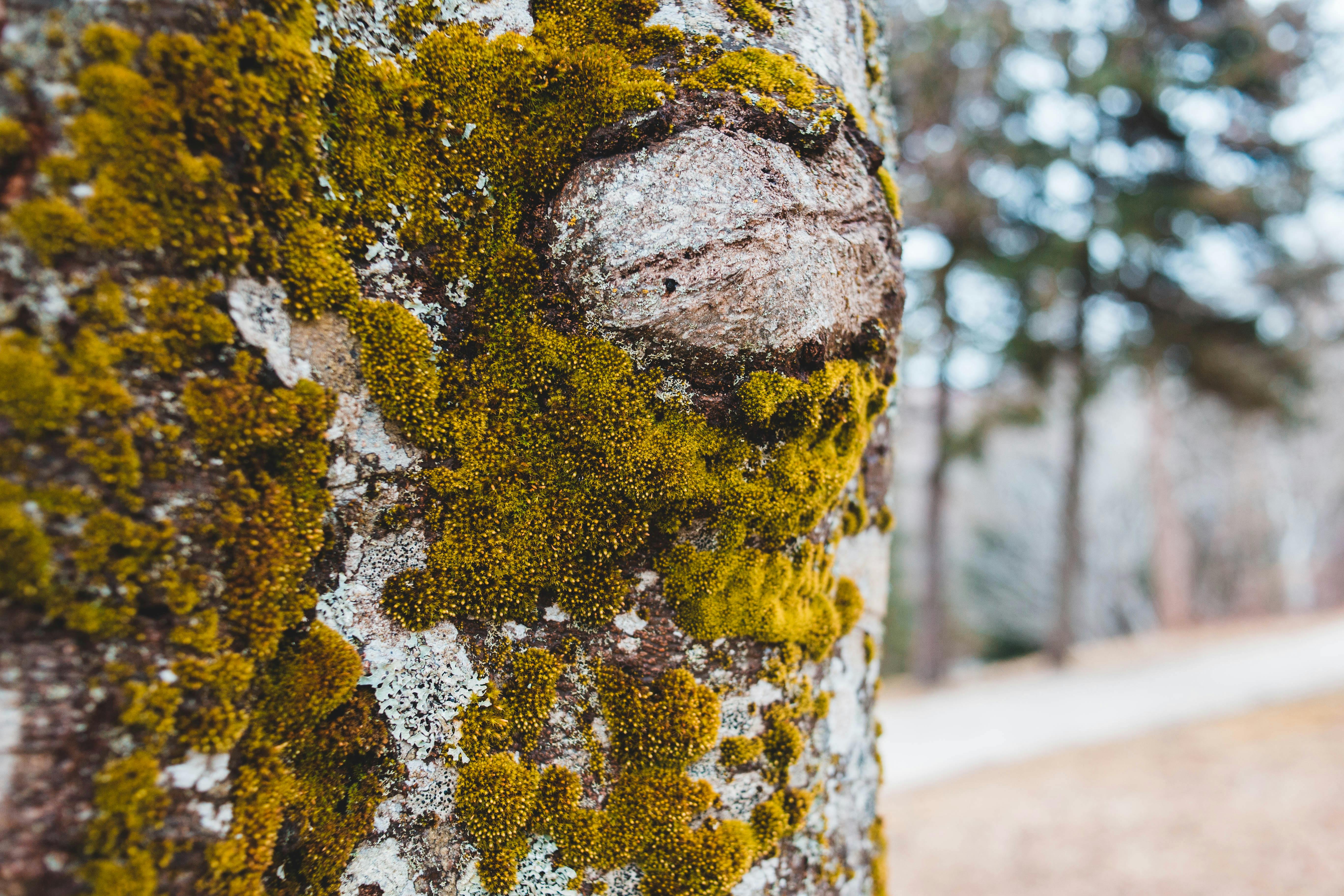 Free stock photo of bark, biodiversity, botany, calm, canon eos 6d ...