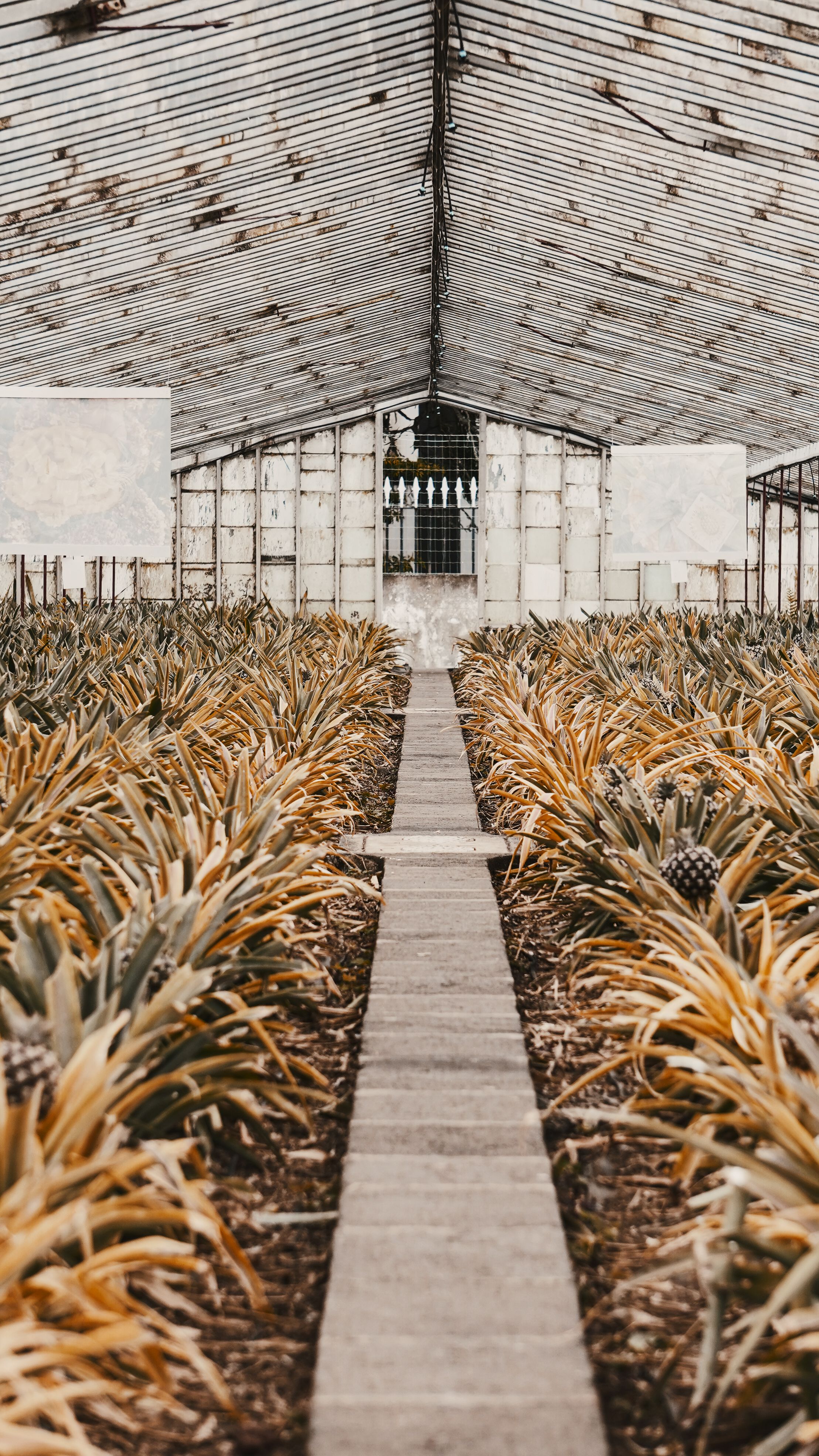 Pineapple Farm Photos, Download The BEST Free Pineapple Farm Stock ...